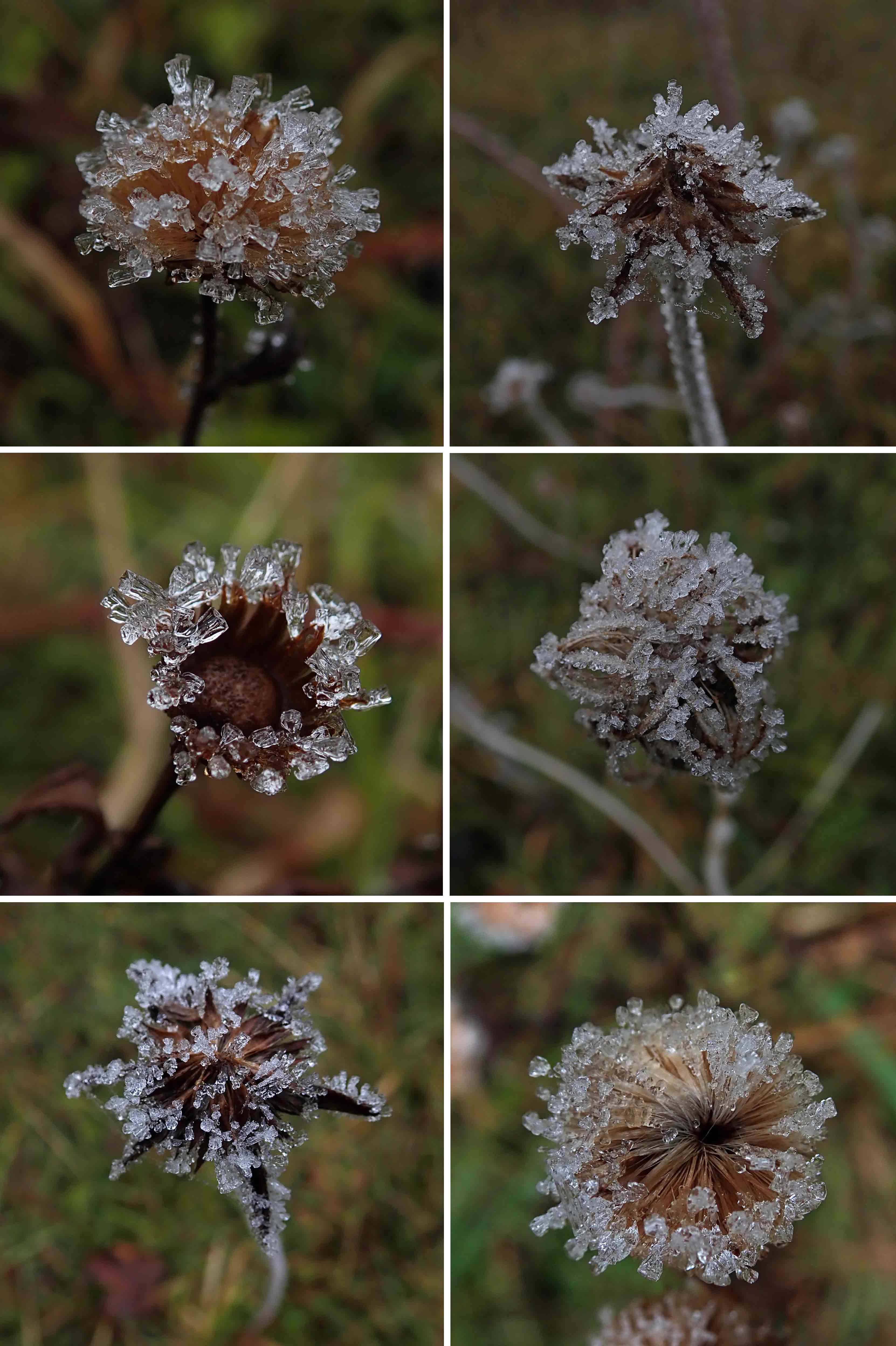 Frost flowers | earthstar