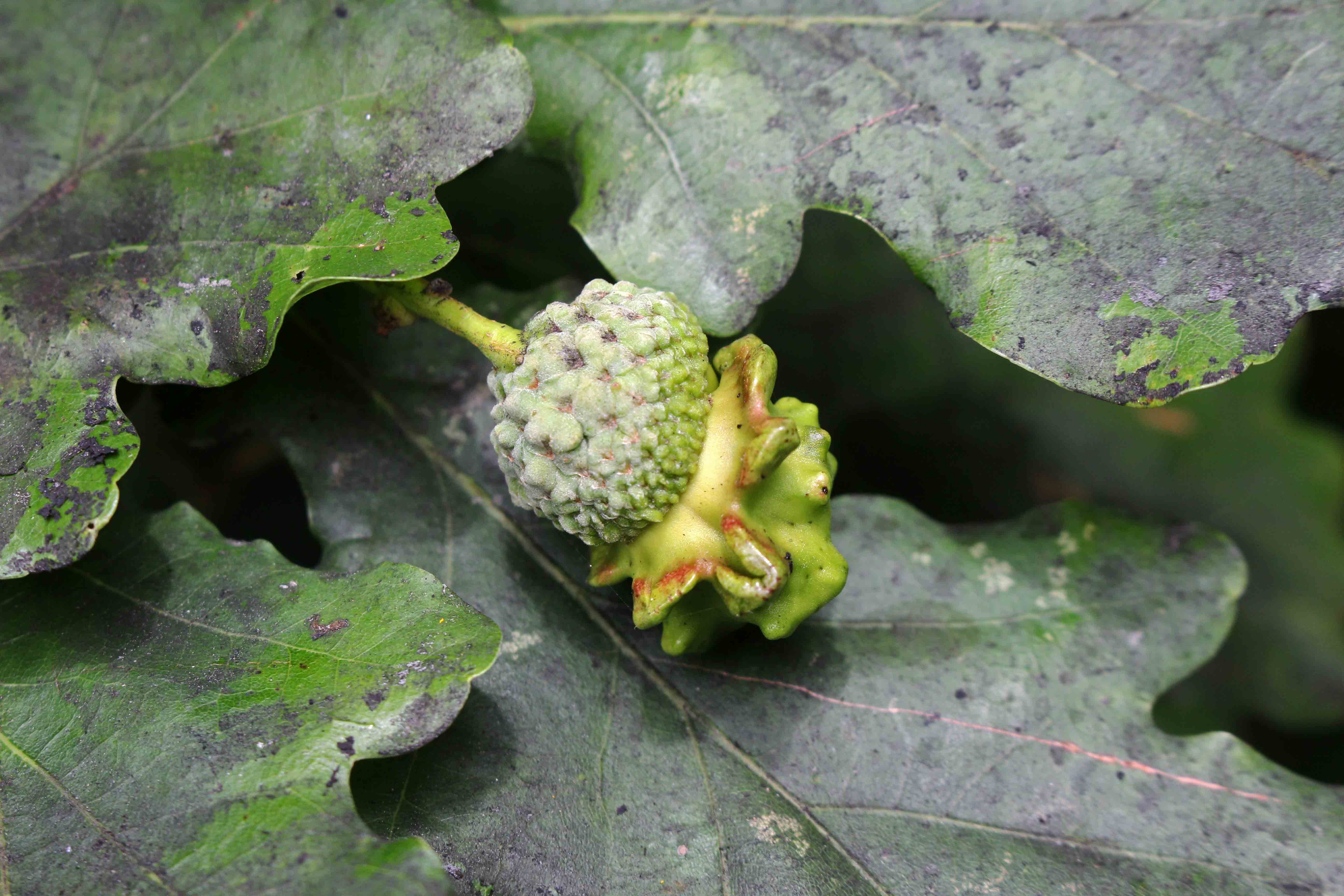 K is for Knopper | earthstar