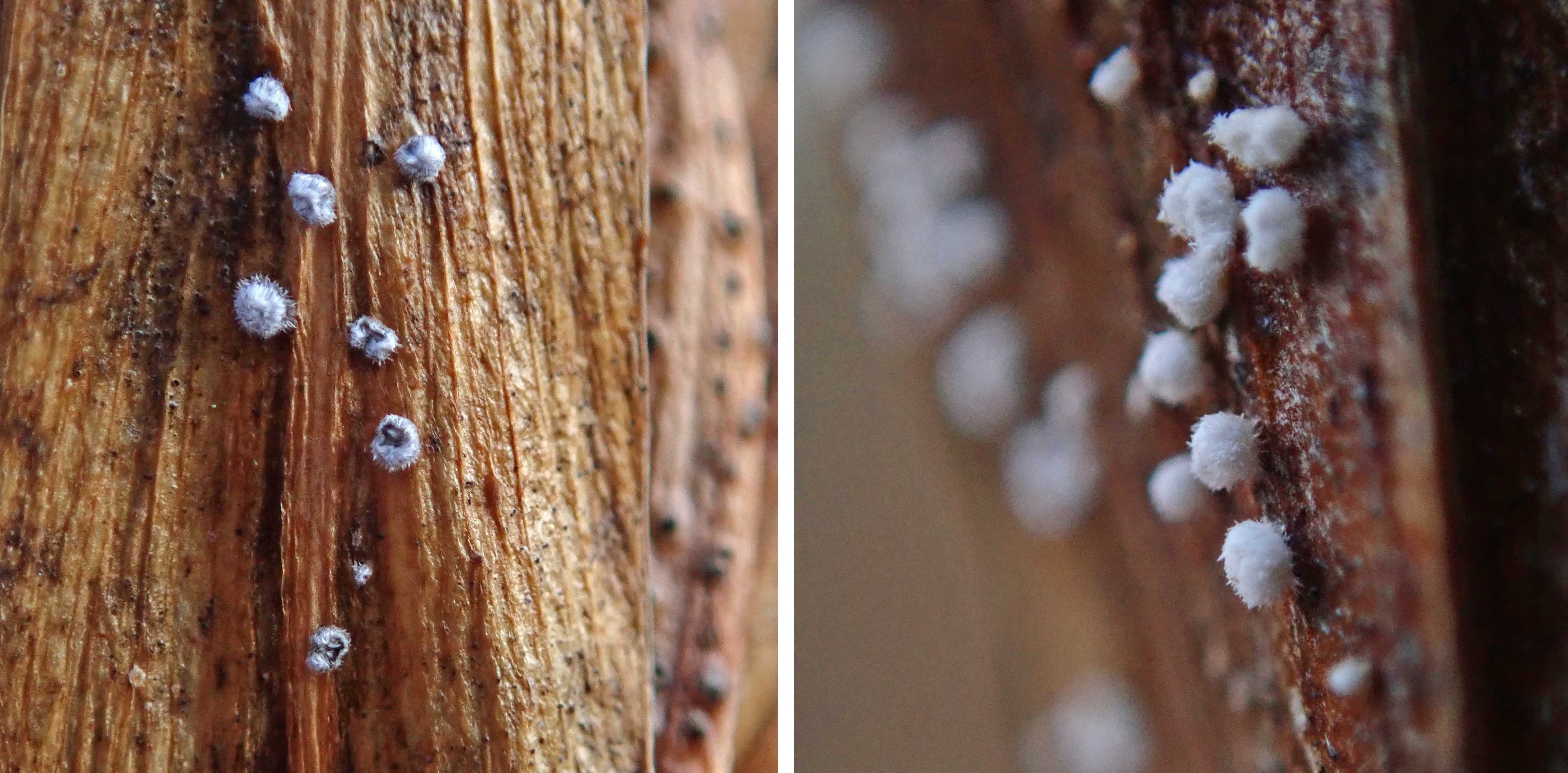 Three fungi on Ash keys | earthstar