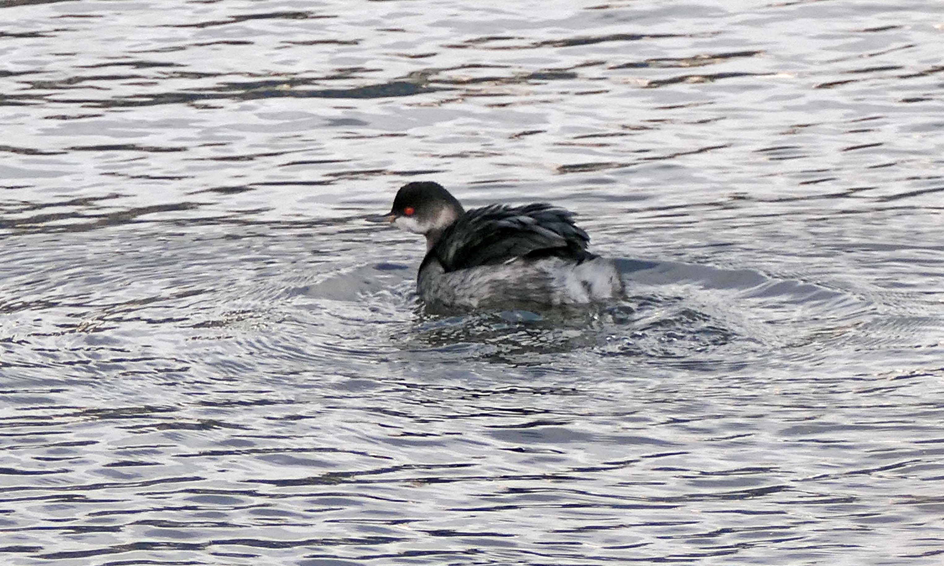 Another rare grebe | earthstar
