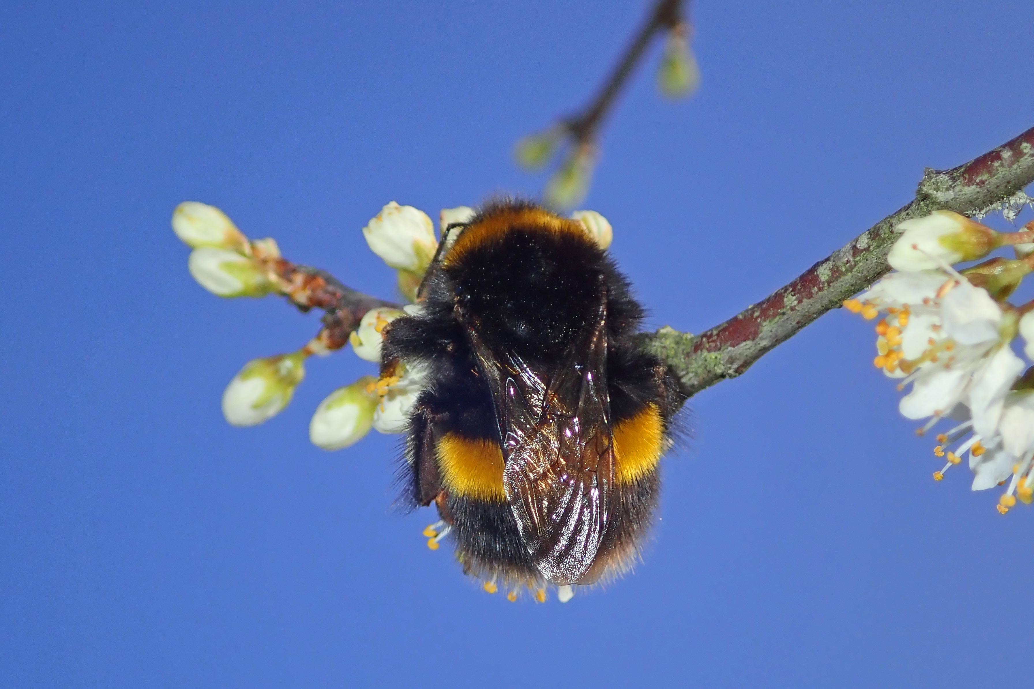 A bumblebee and its mimic | earthstar