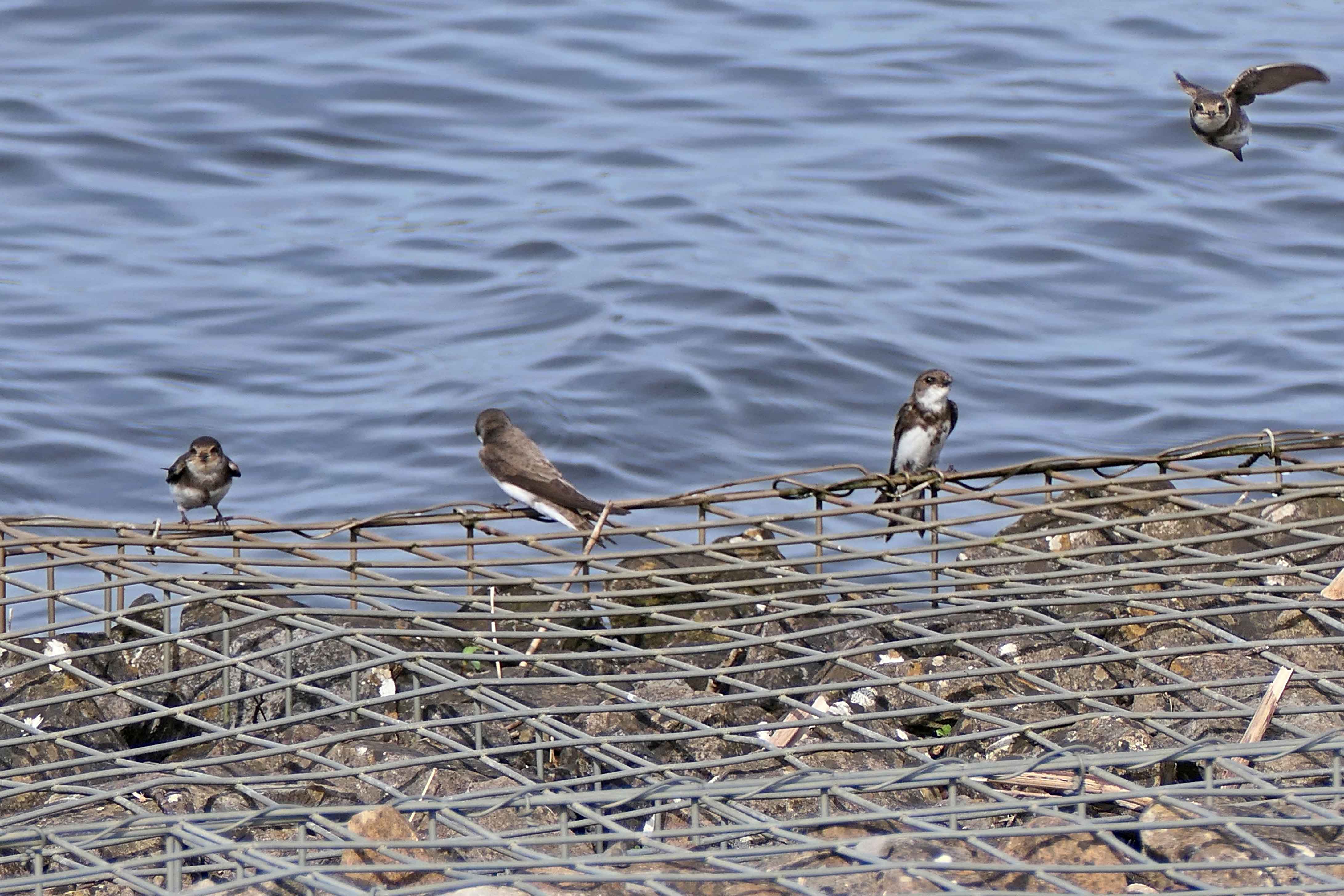 Sand martin magic | earthstar