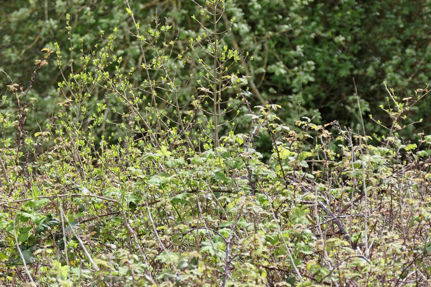 Where’s Wally Whitethroat? | earthstar