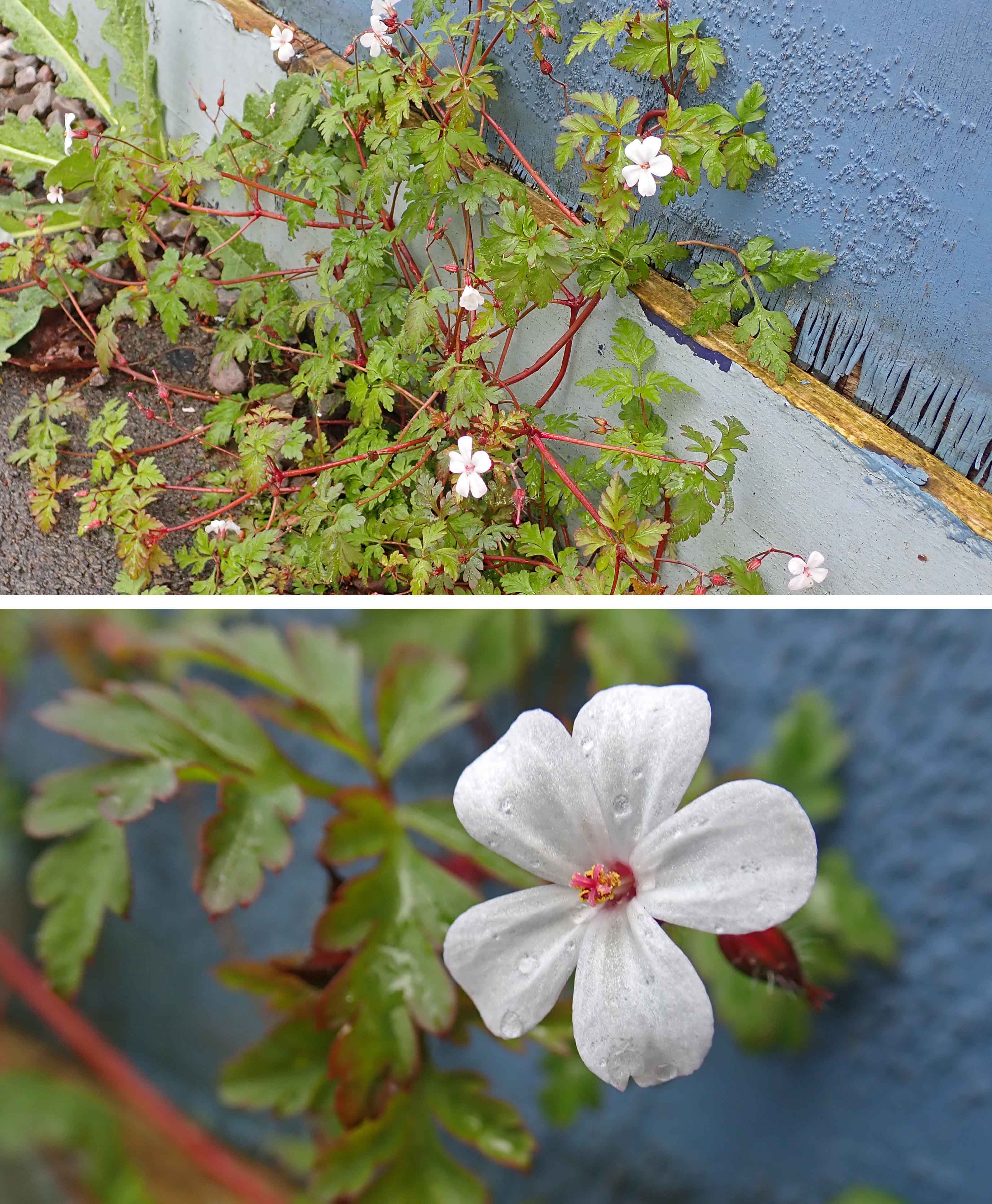 White-flowered Herb Robert | earthstar
