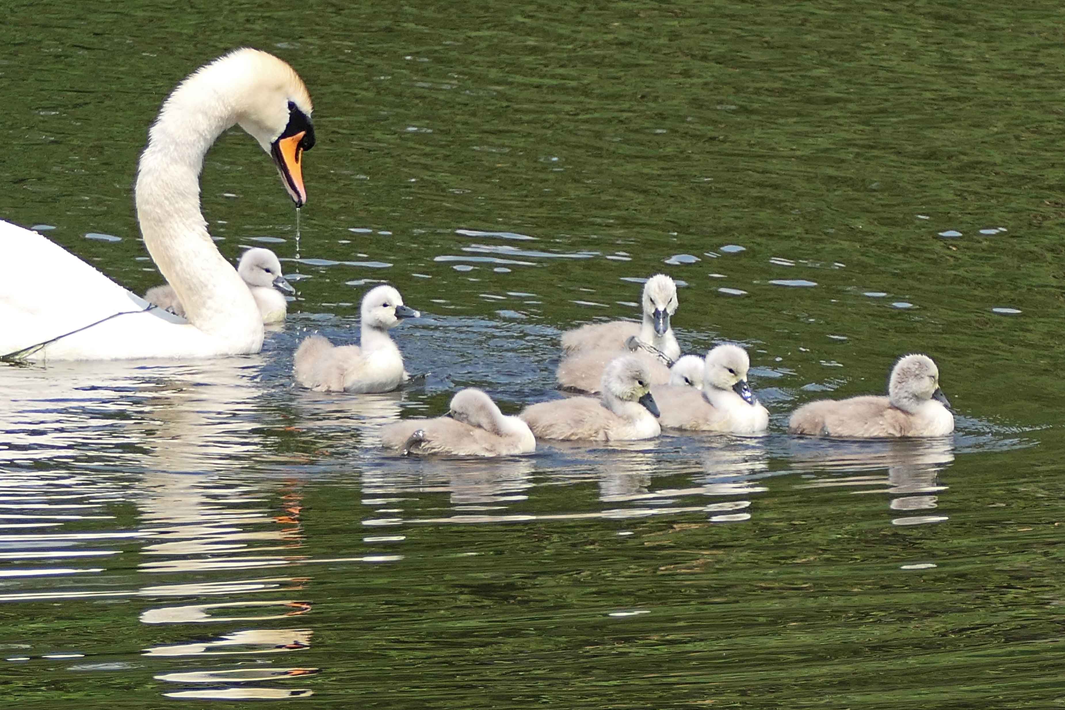 Eight cygnets | earthstar