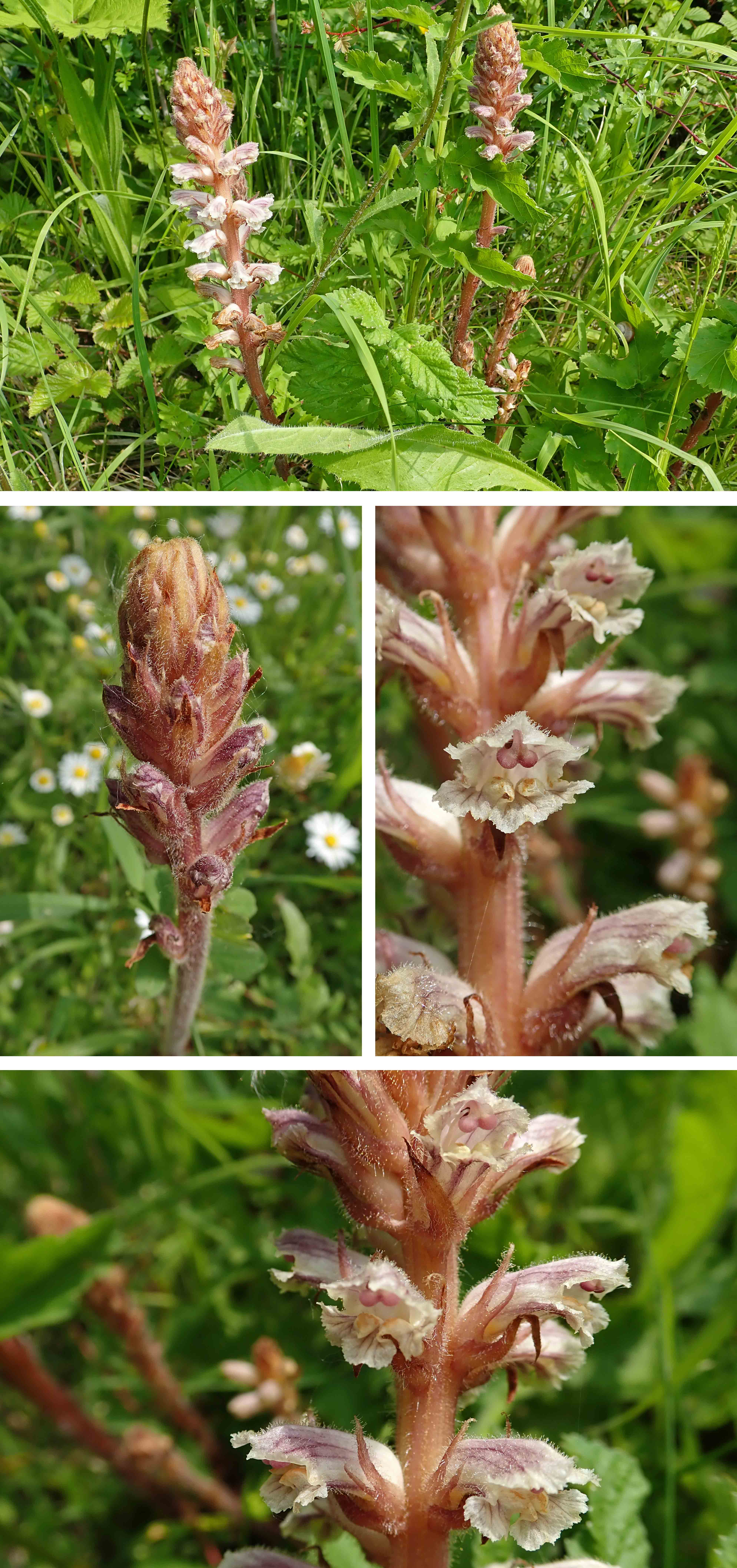 Common broomrape | earthstar