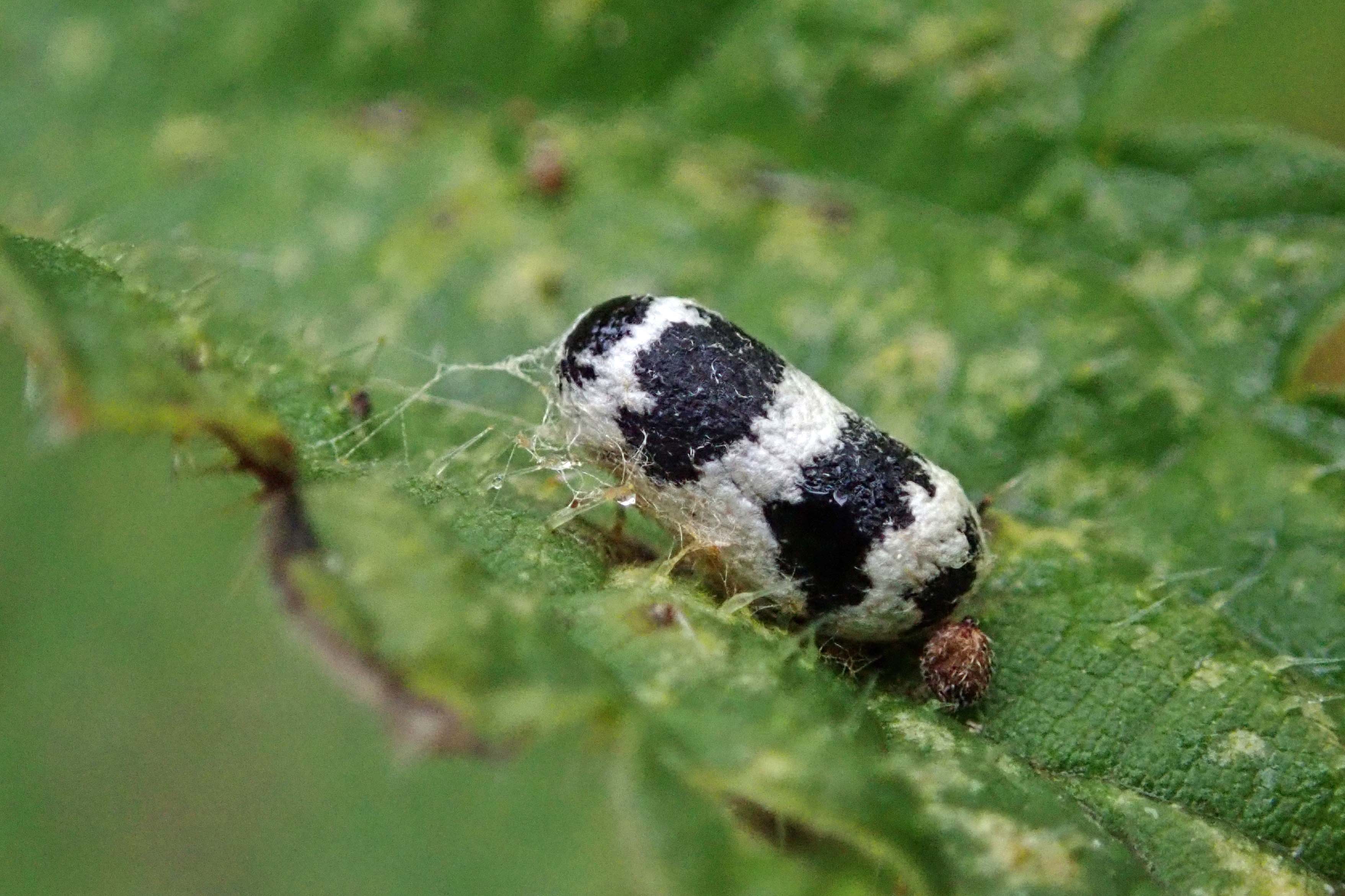 An Ichneumon wasp pupa | earthstar