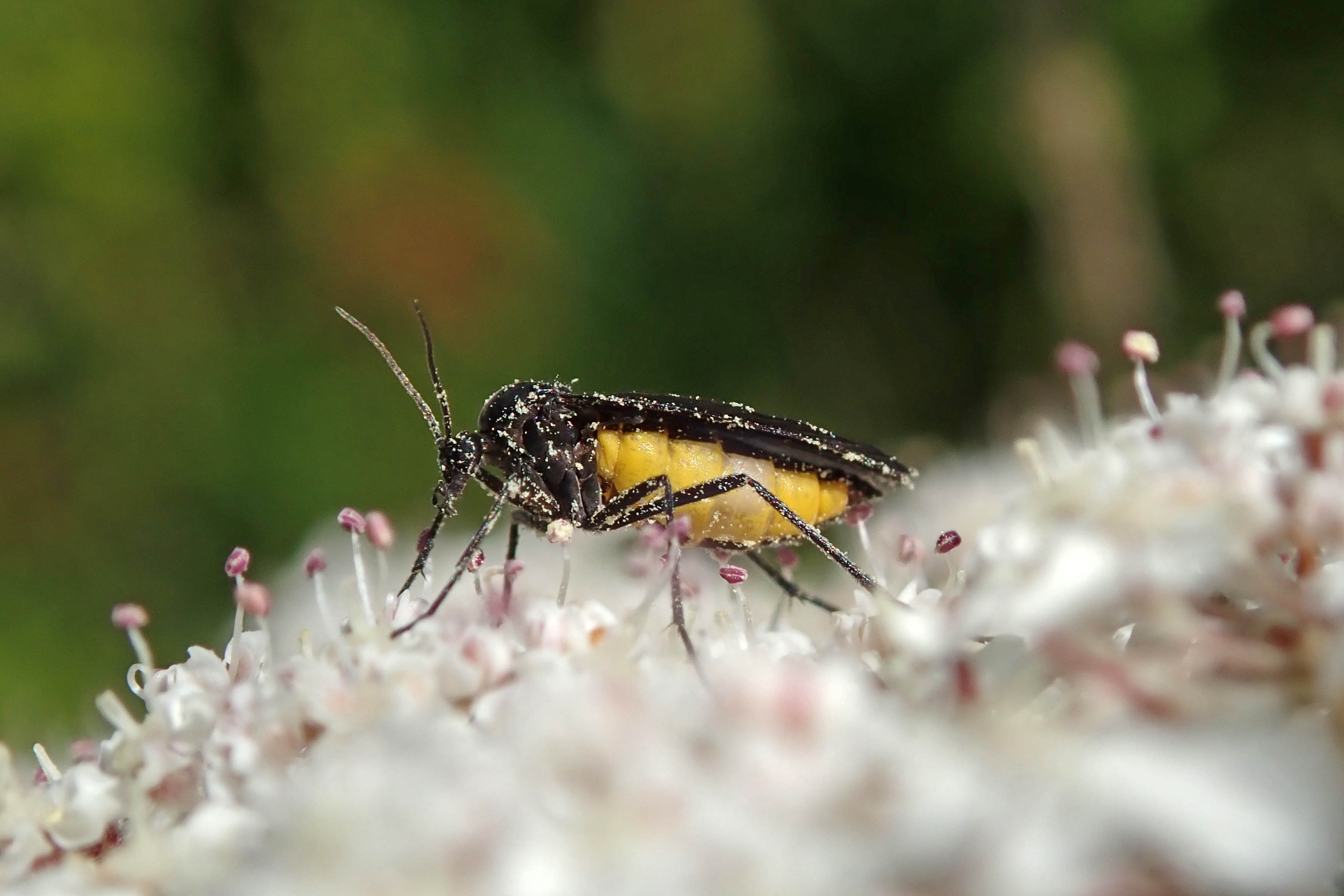 Flies: Sciara species | earthstar