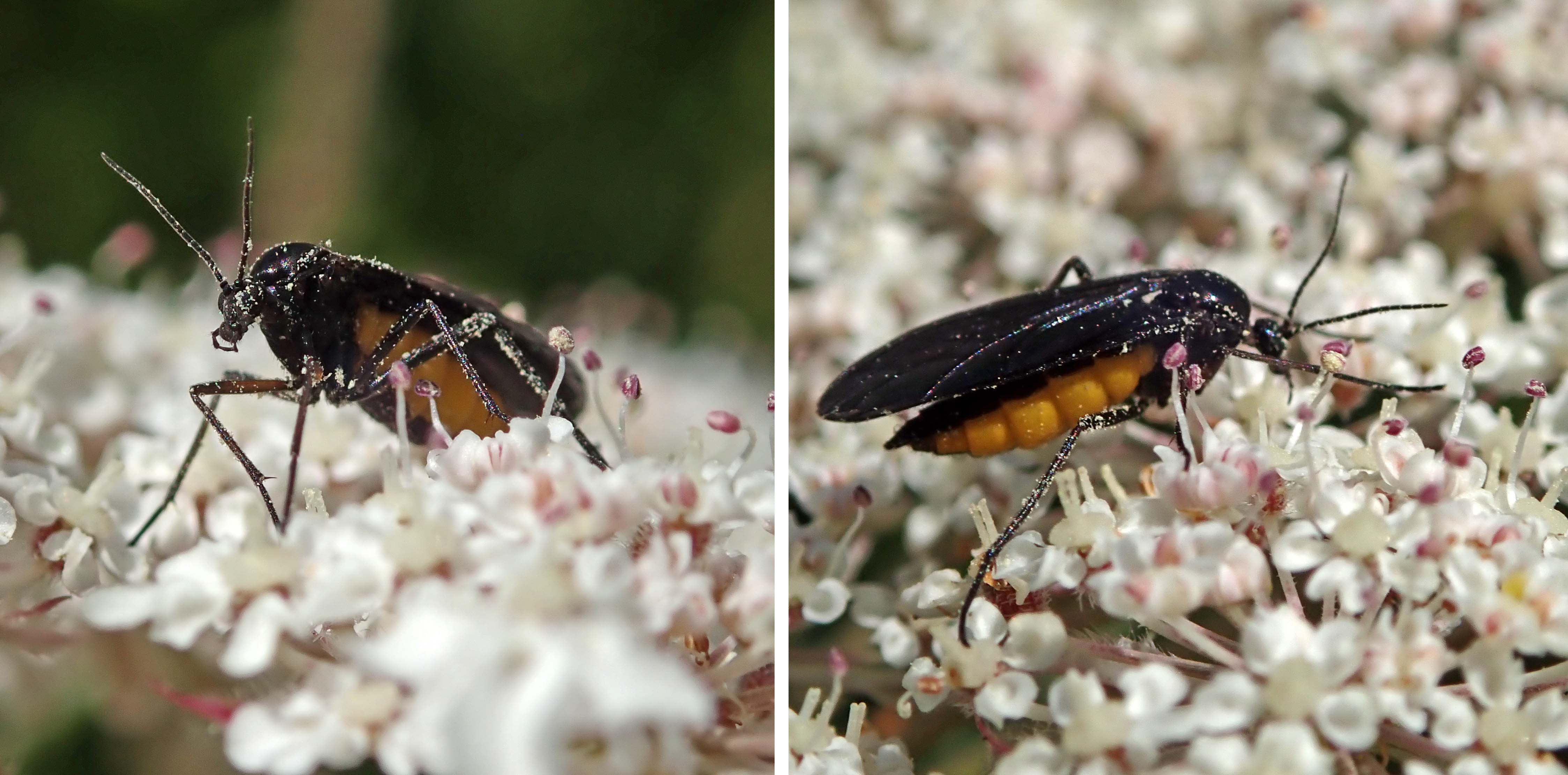 Flies: Sciara species | earthstar