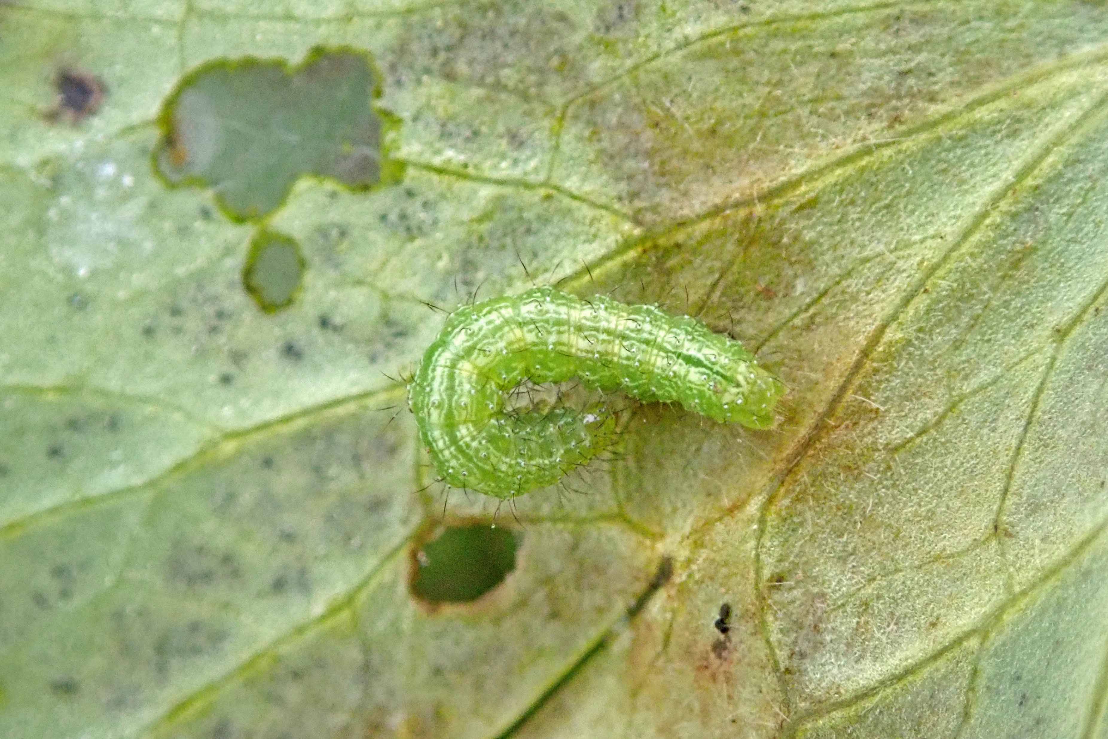 First caterpillar of 2025 | earthstar