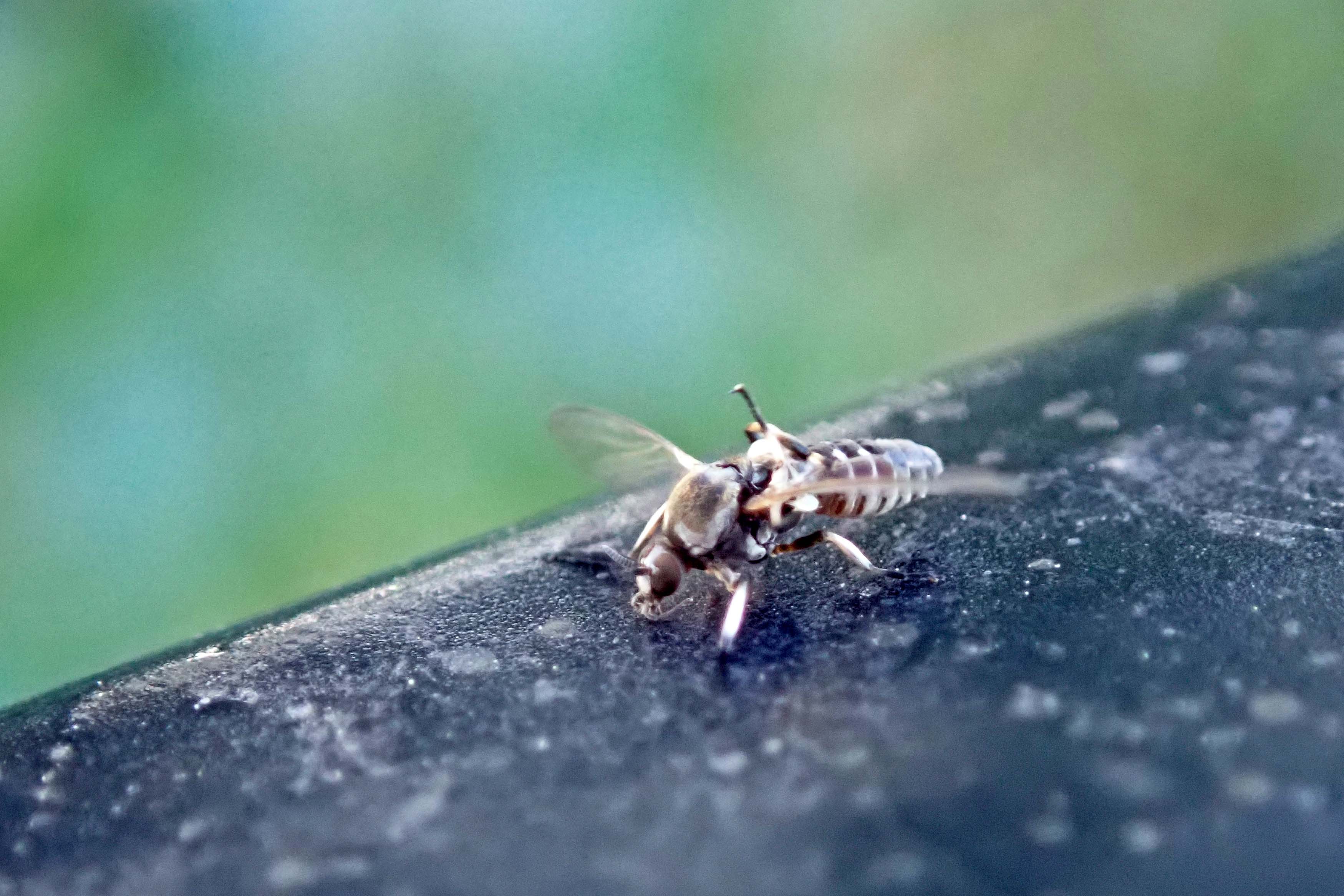 A new fly: Simulium species | earthstar