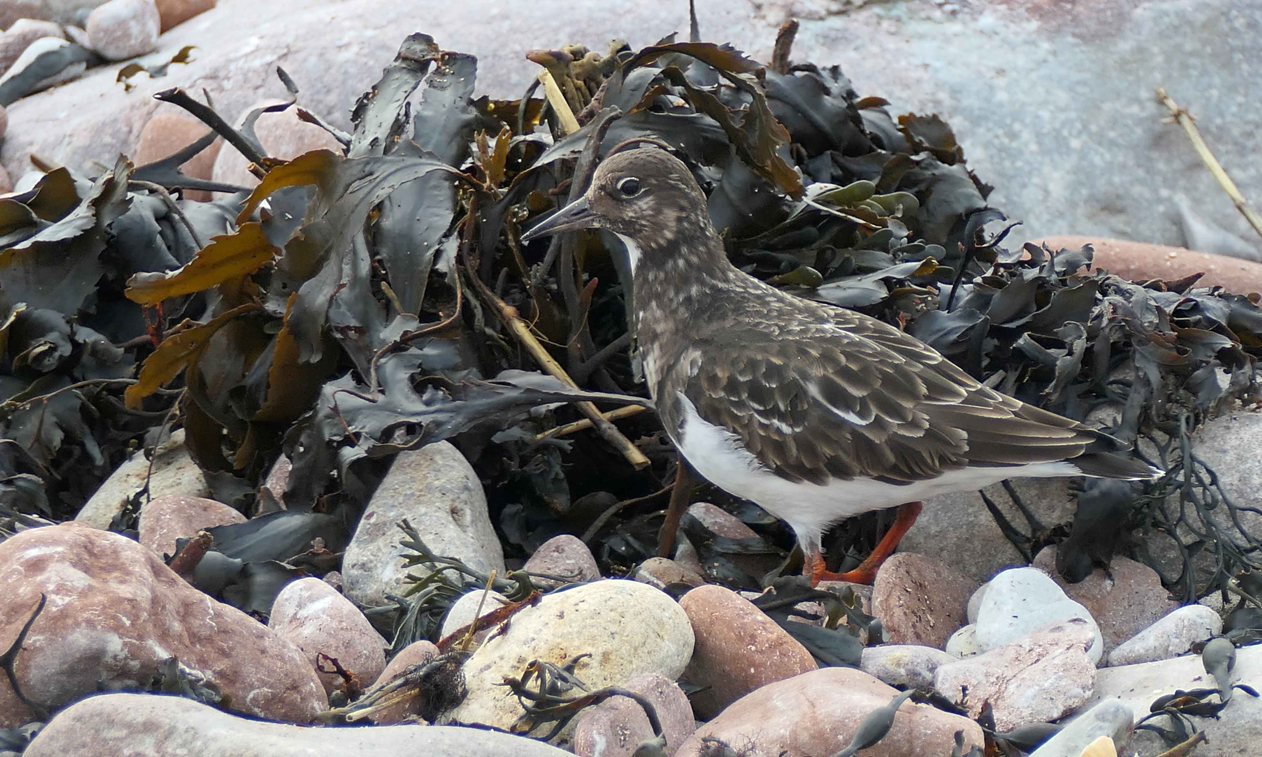 Scurrying Turnstones | earthstar