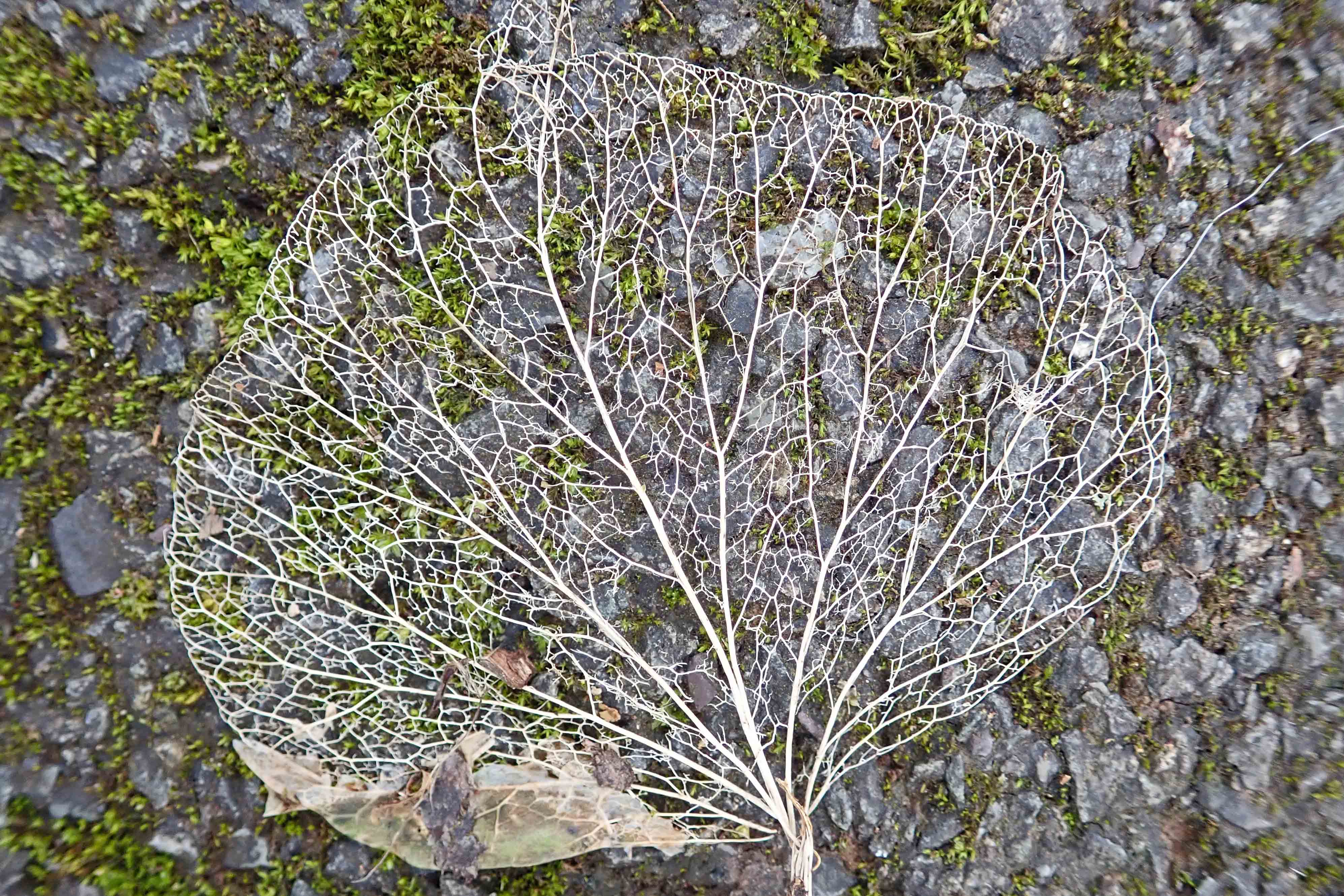 Leaf skeletons | earthstar