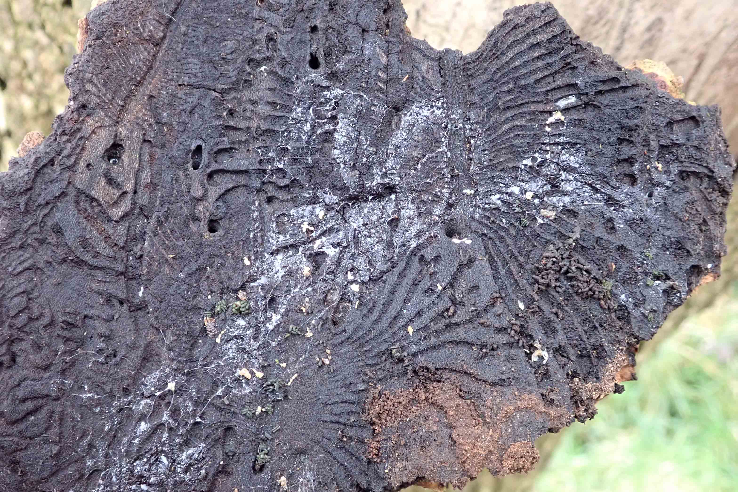 Elm bark beetle | earthstar