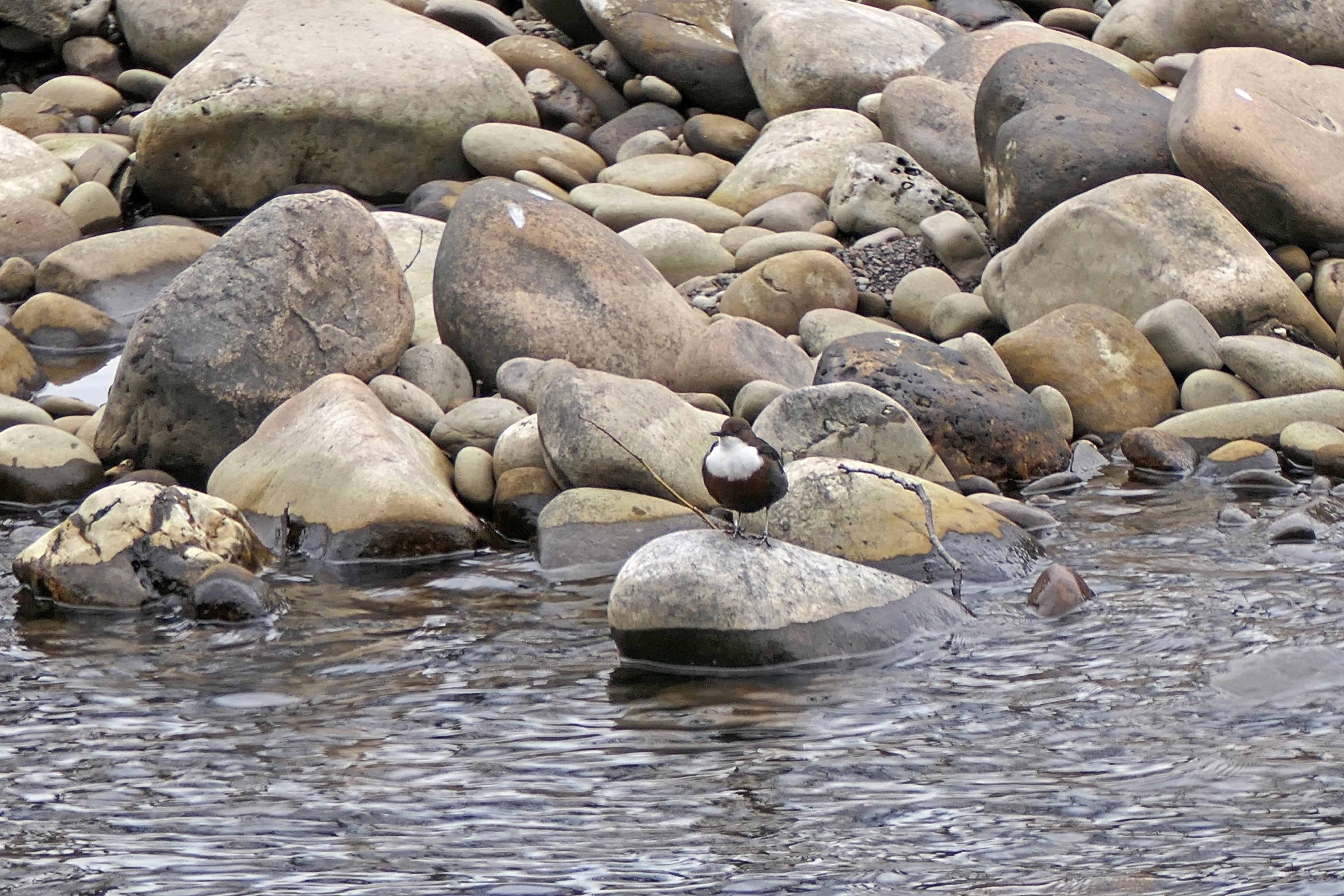 A Dipper dipping | earthstar