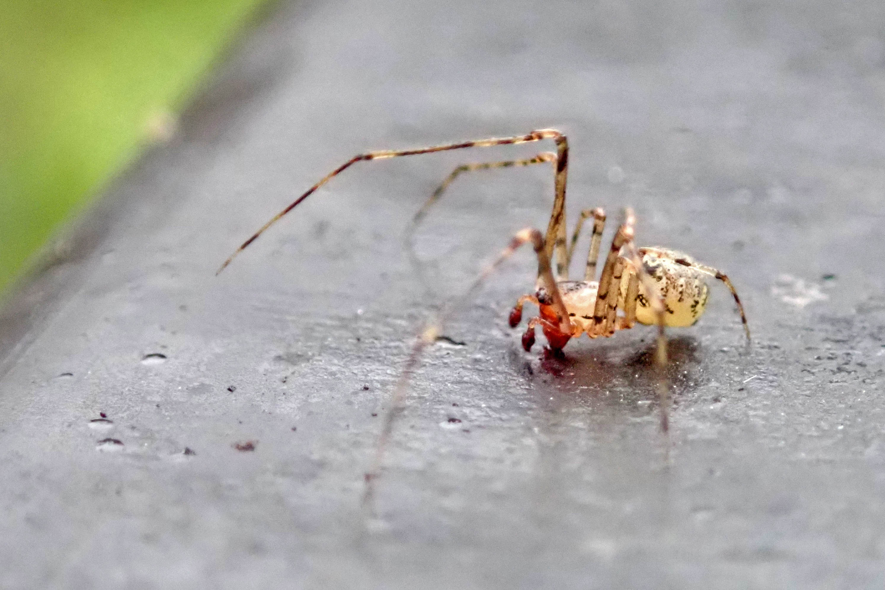 Spider: Platnickina tincta | earthstar
