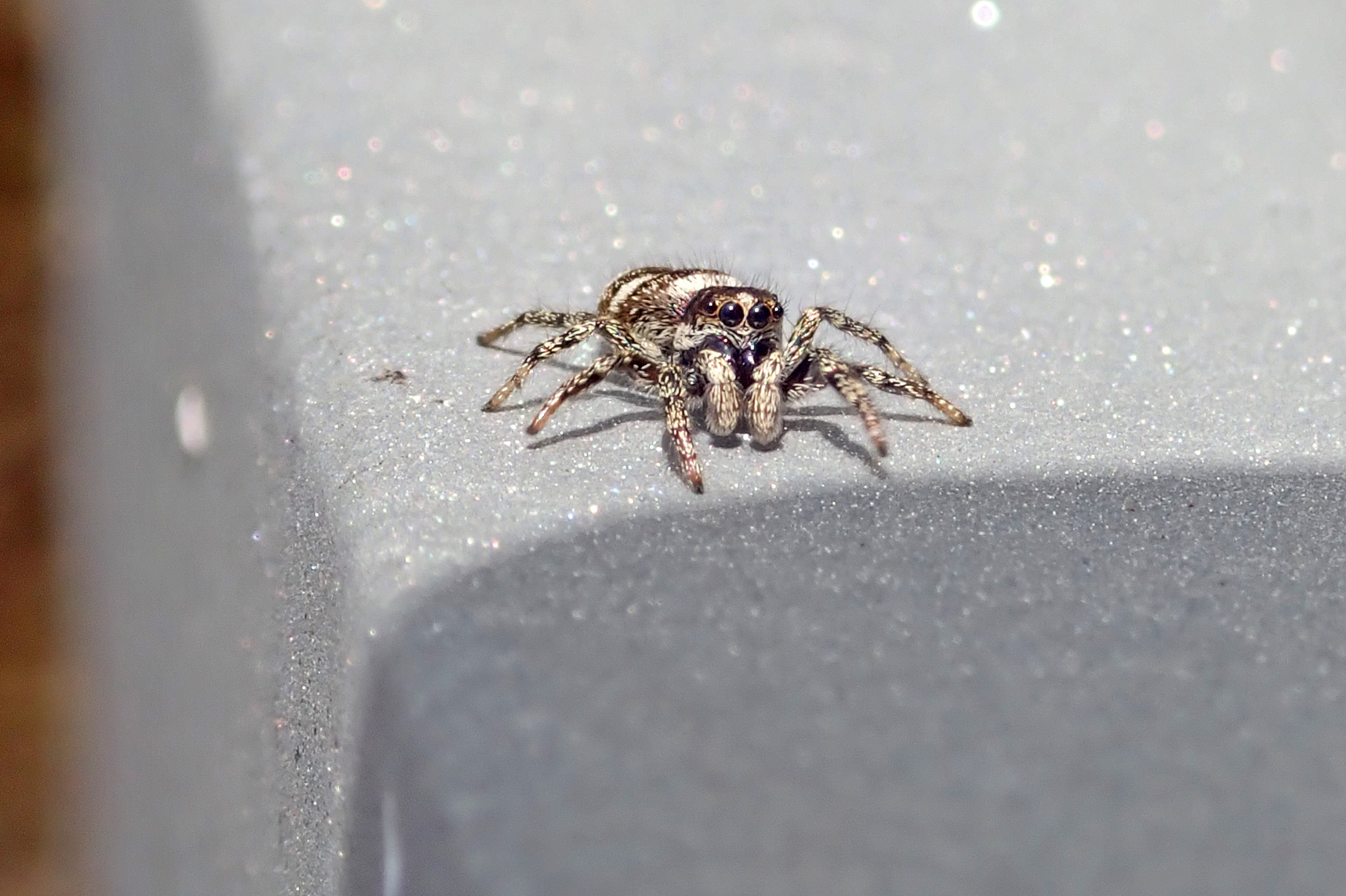 Zebra spider | earthstar