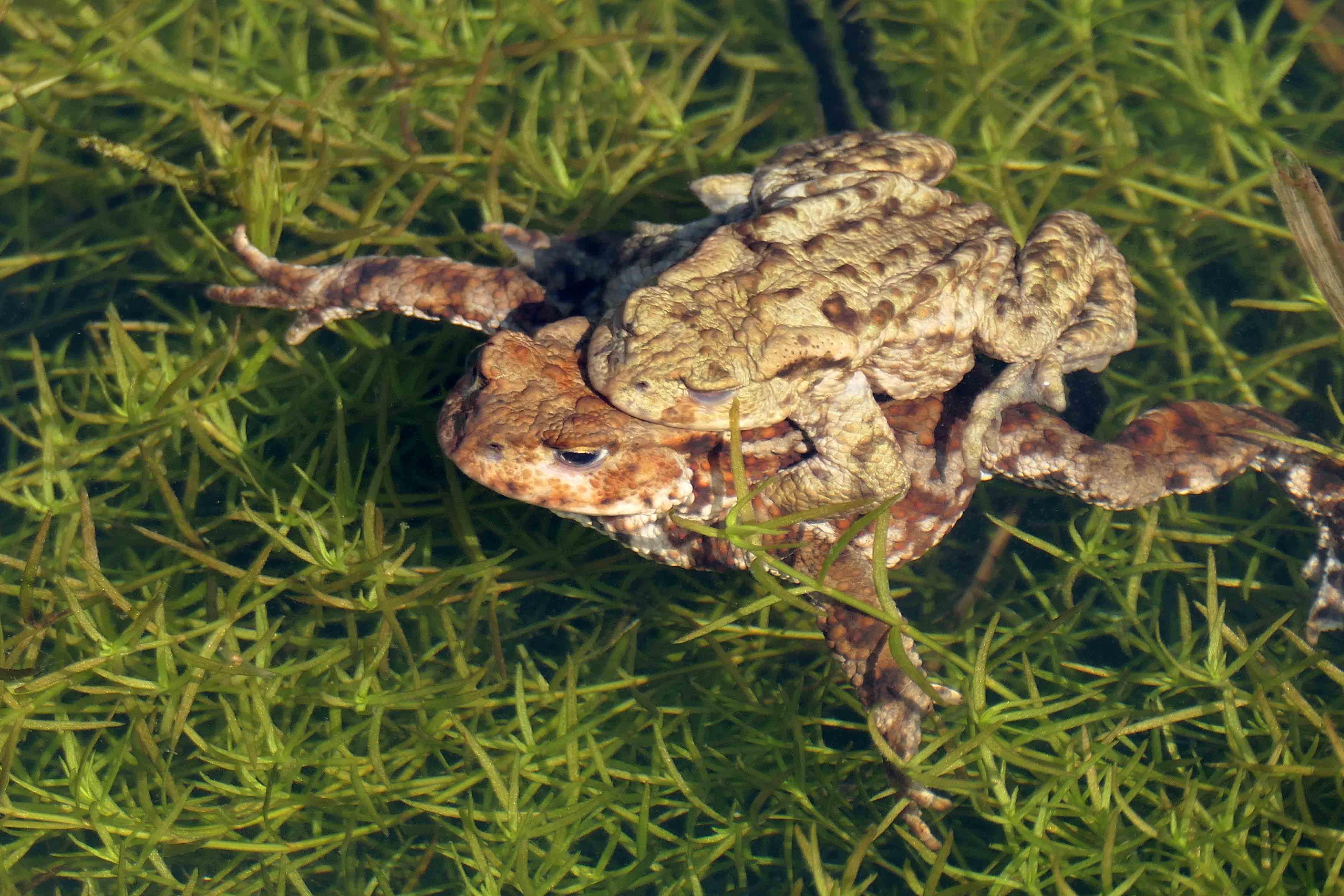 Toads having a moment | earthstar