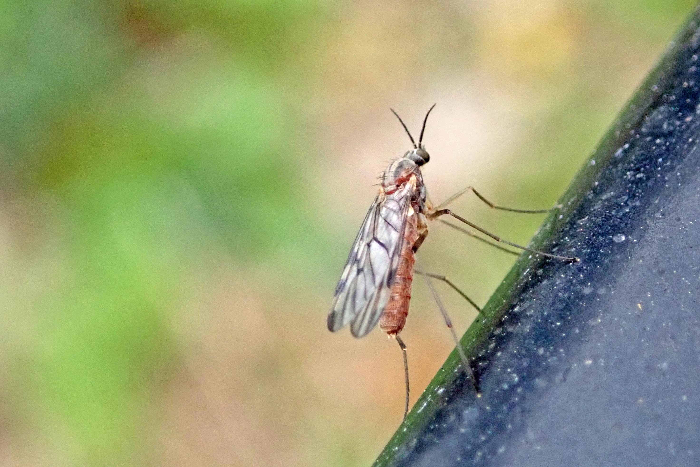 The unidentified fly | earthstar