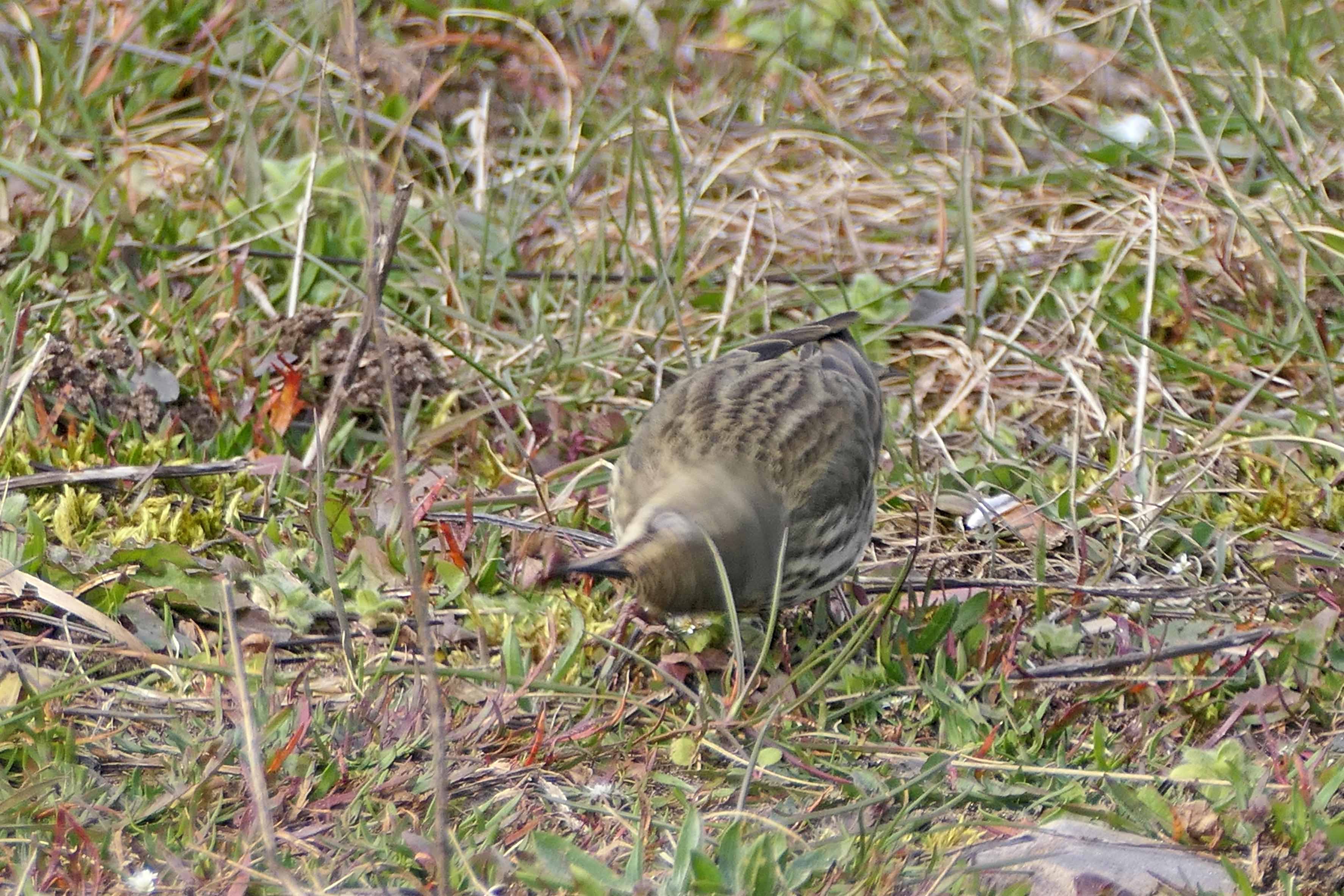 Rock pipit | earthstar
