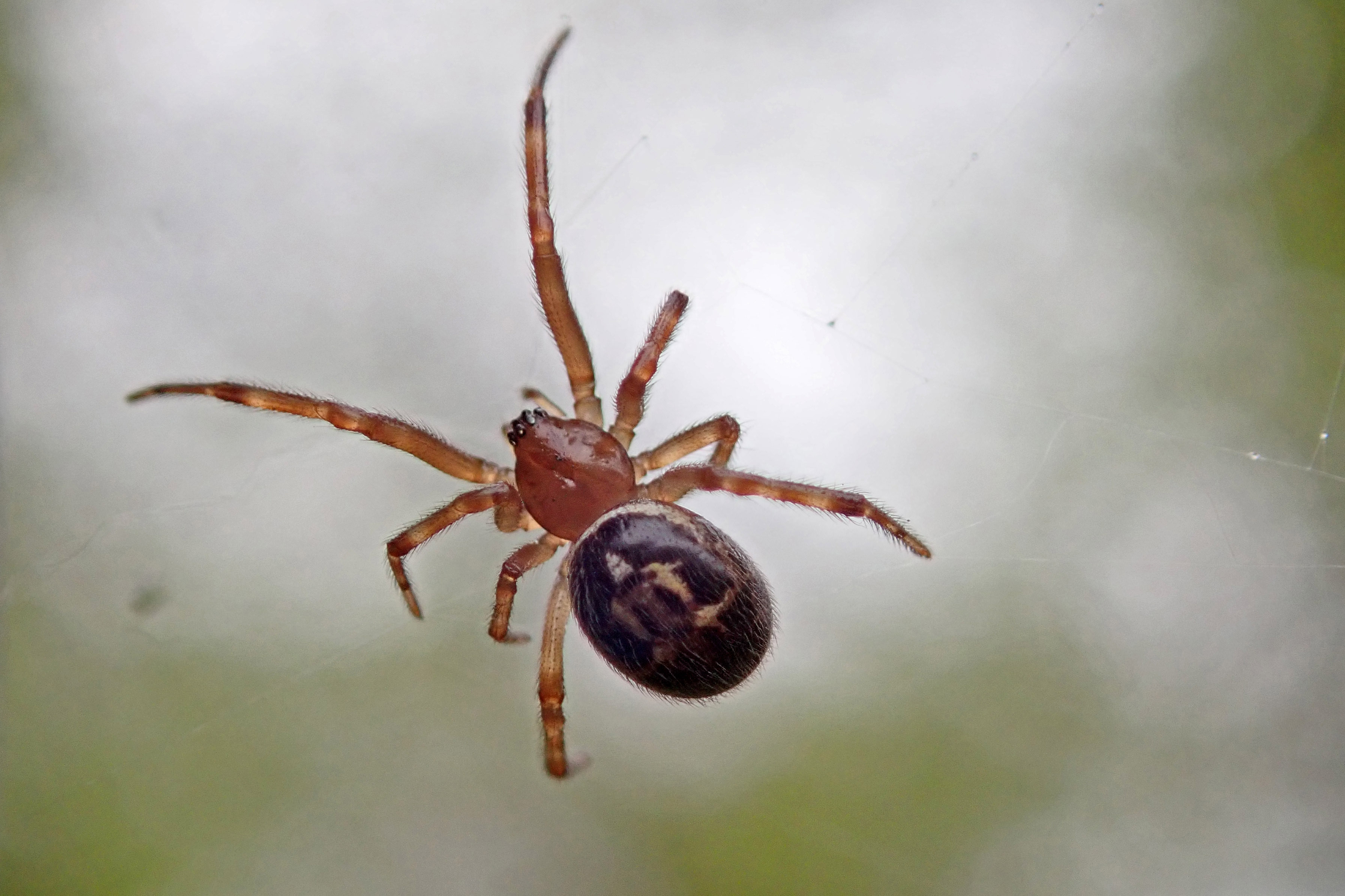 Spider: Steatoda nobilis | earthstar