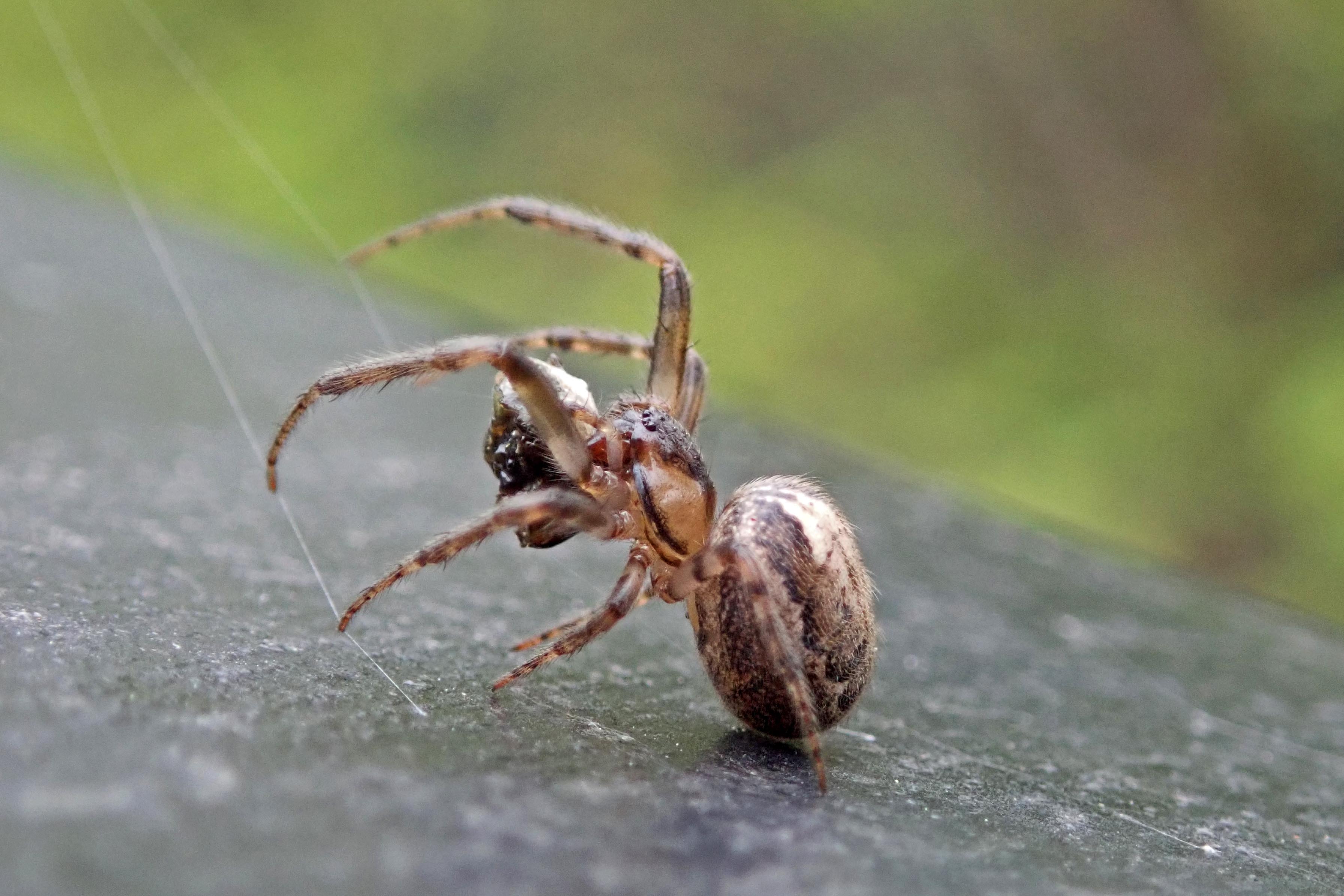 Spider: Zygiella x-notata | earthstar
