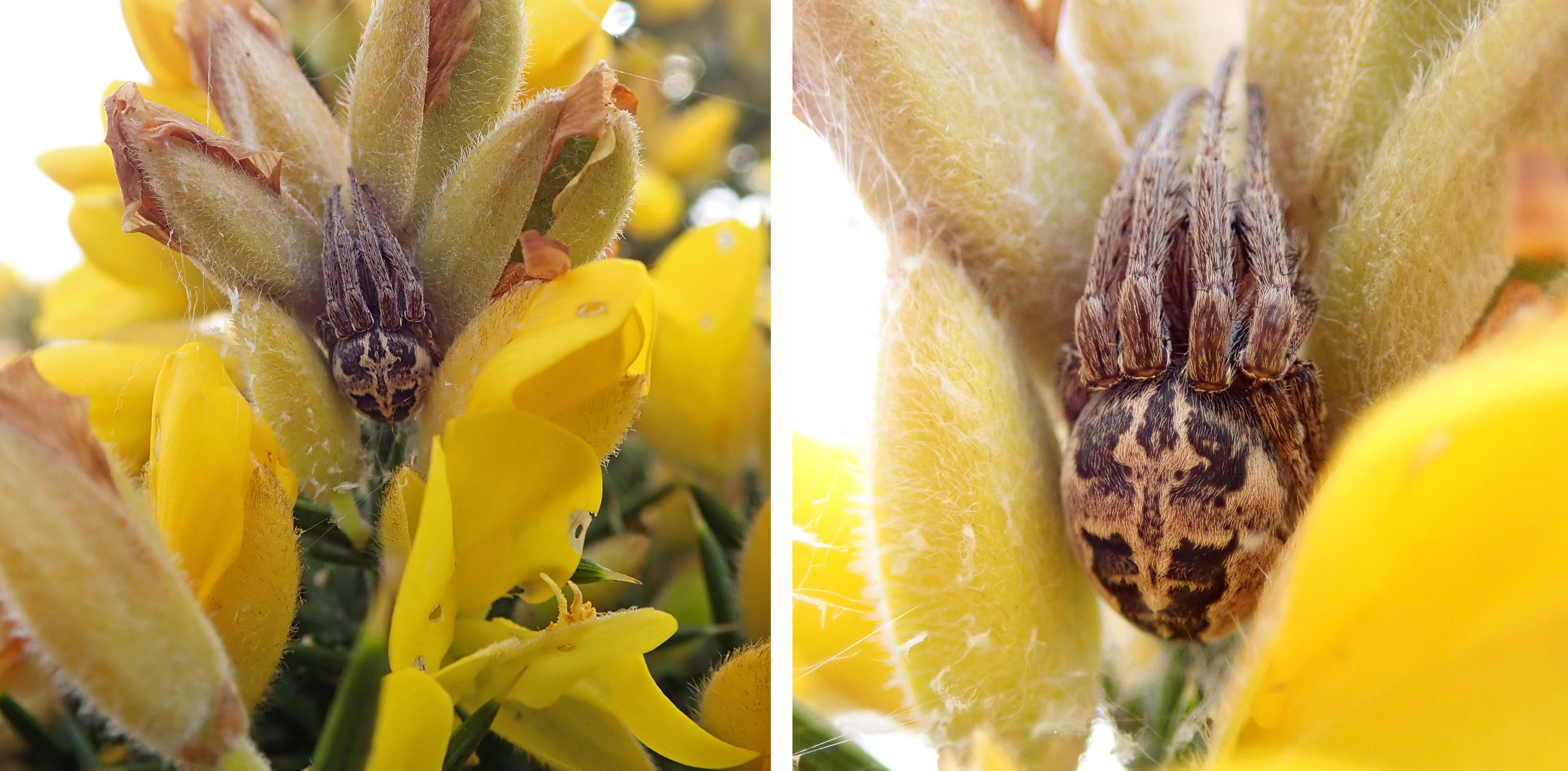 Spider: Larinioides cornutus | earthstar