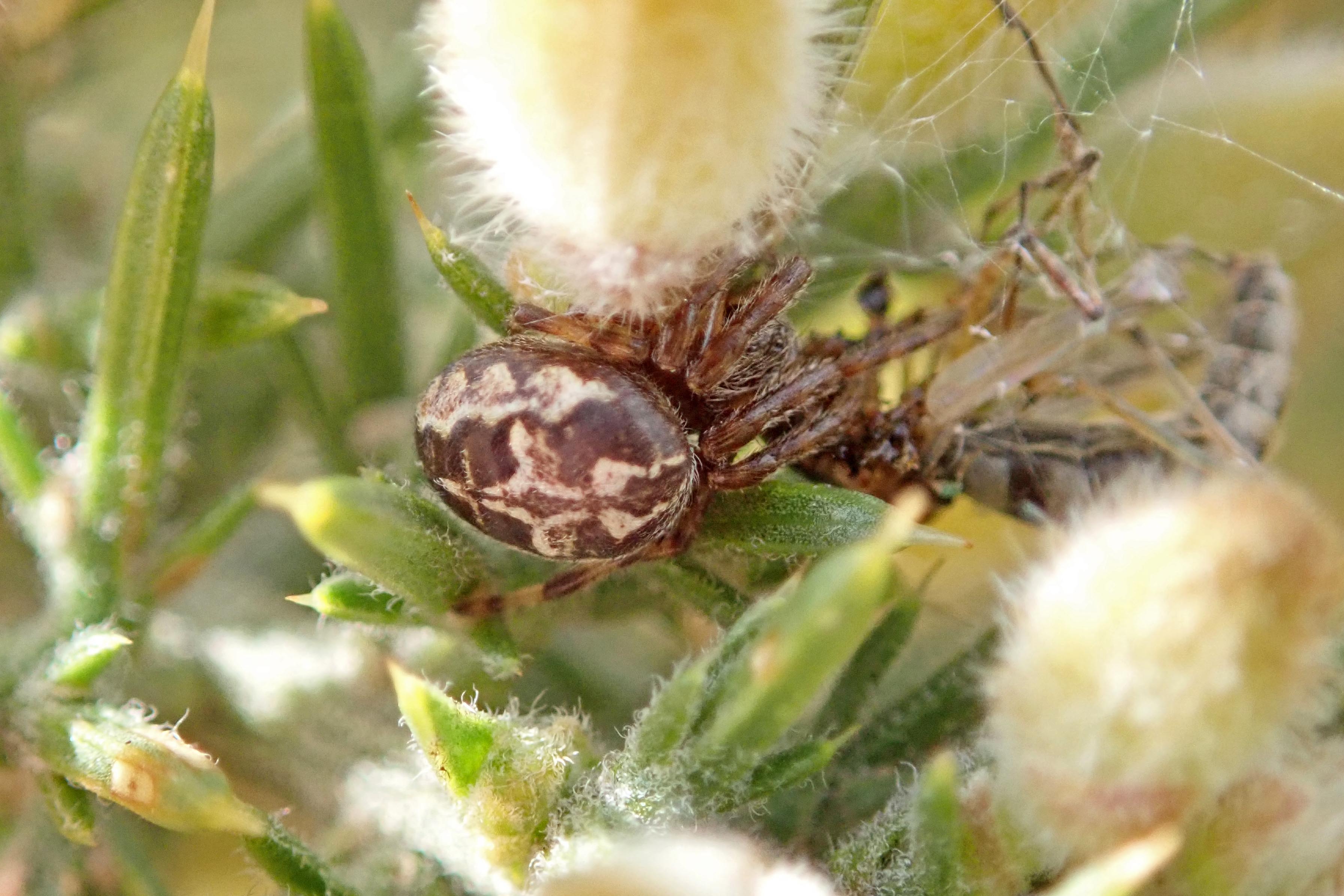 Spider: Larinioides cornutus | earthstar