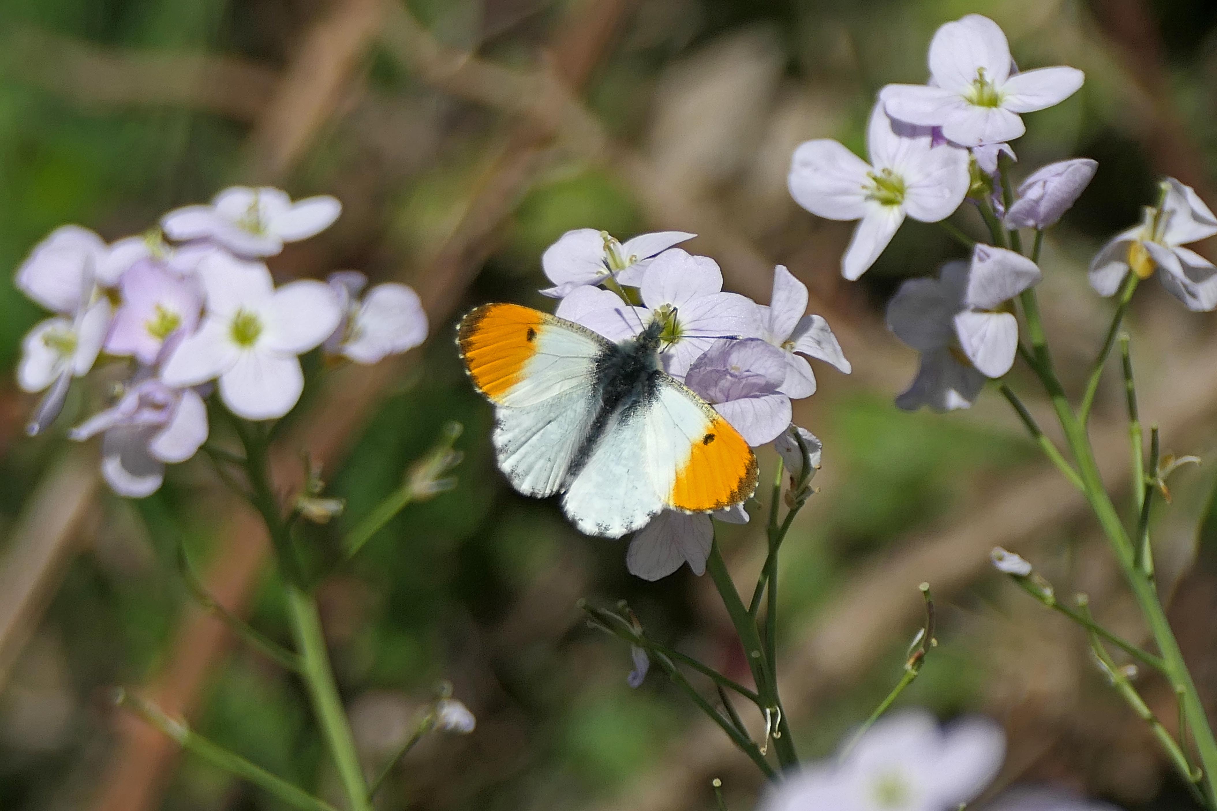 Small zooming Orange-tips | earthstar