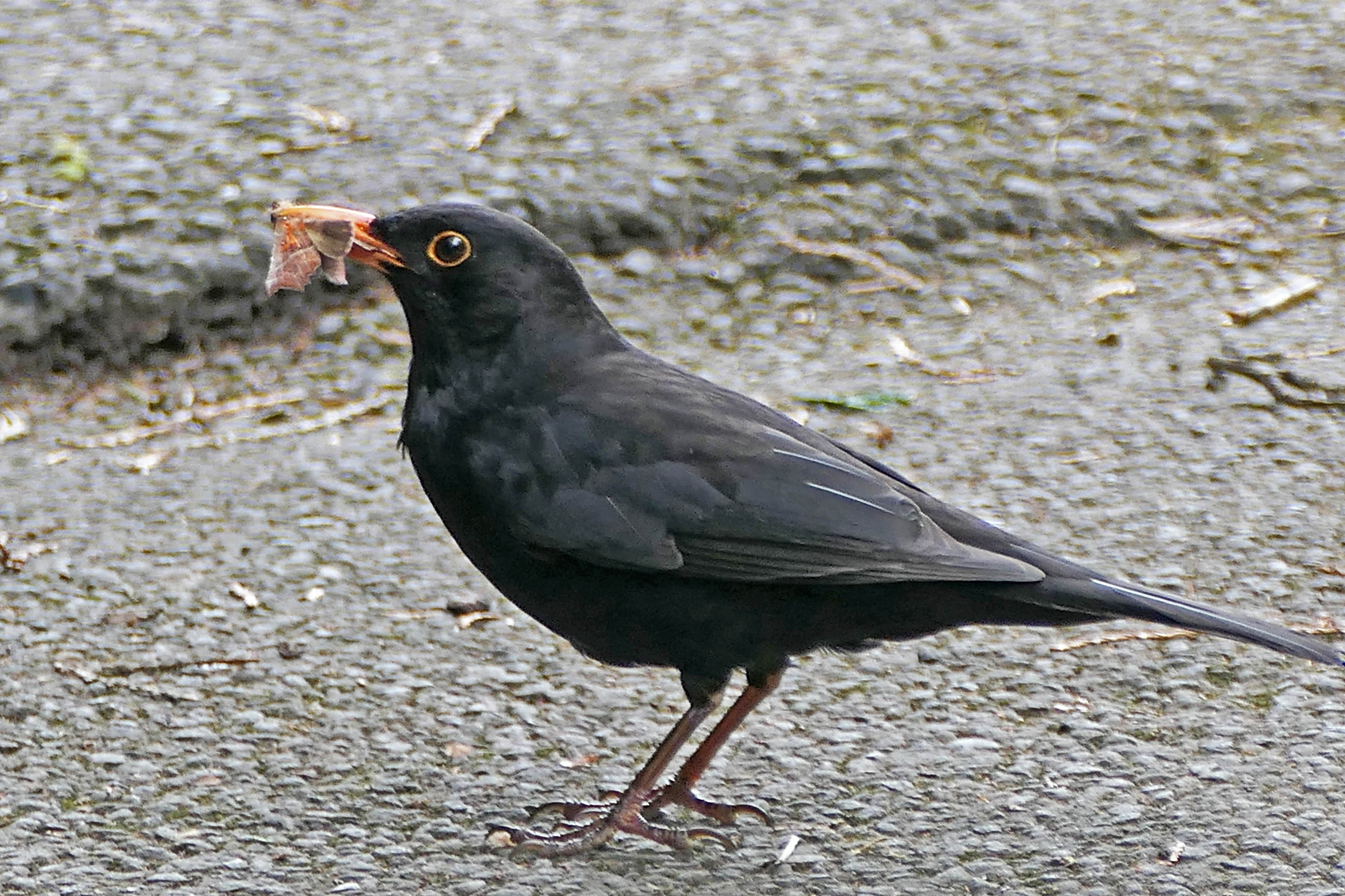 Whack a snack! | earthstar