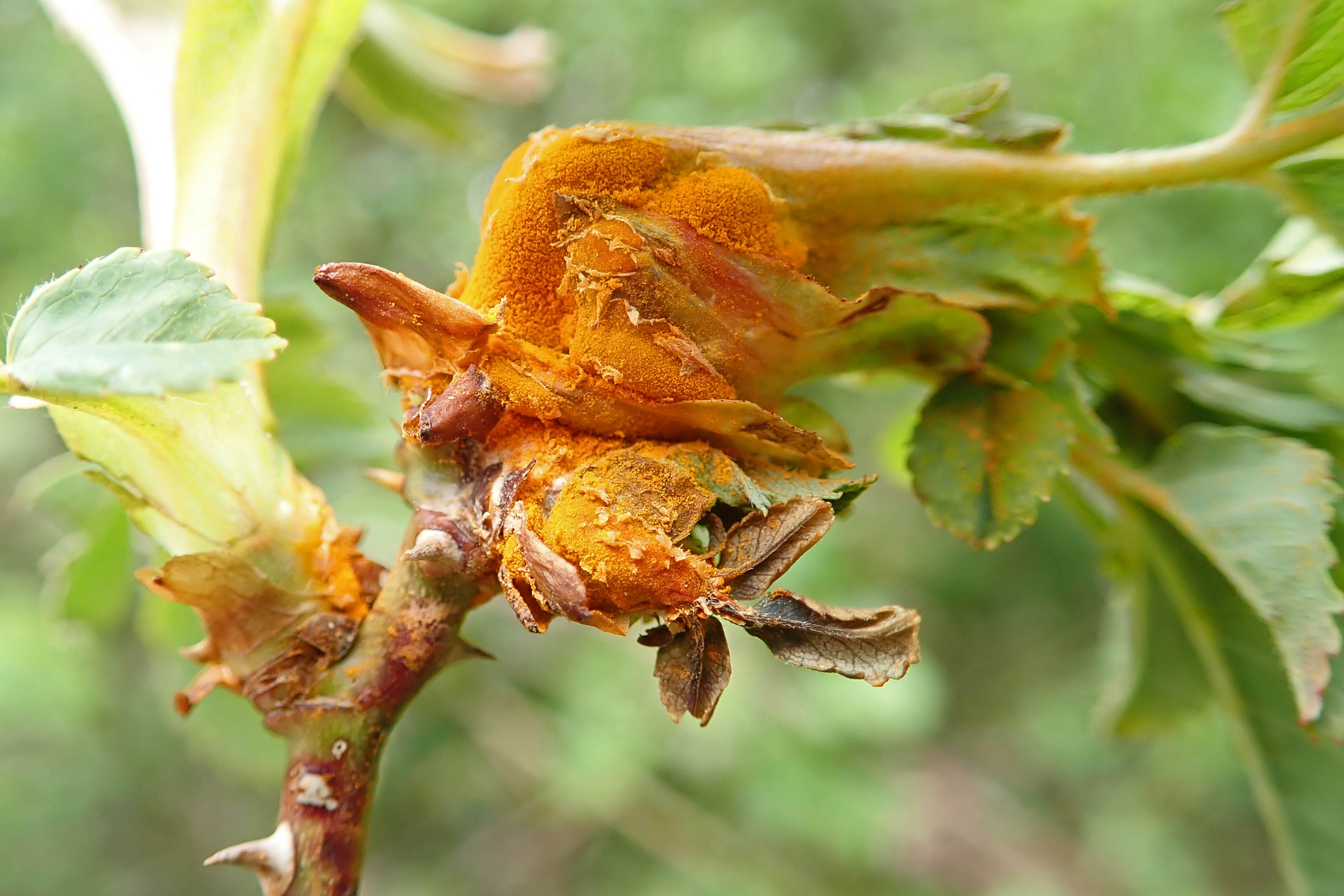 Rust on roses | earthstar