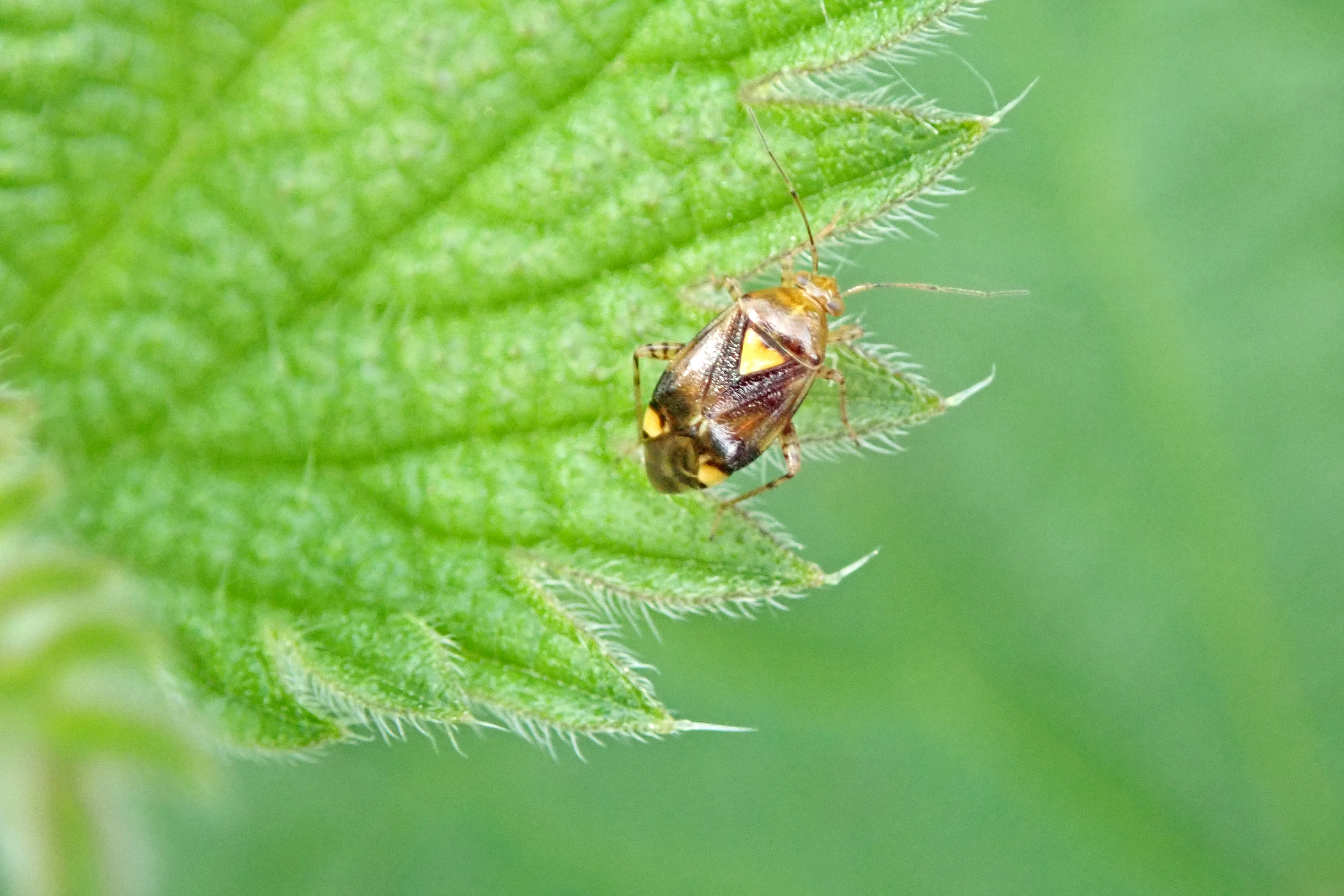 Common nettle bugs | earthstar