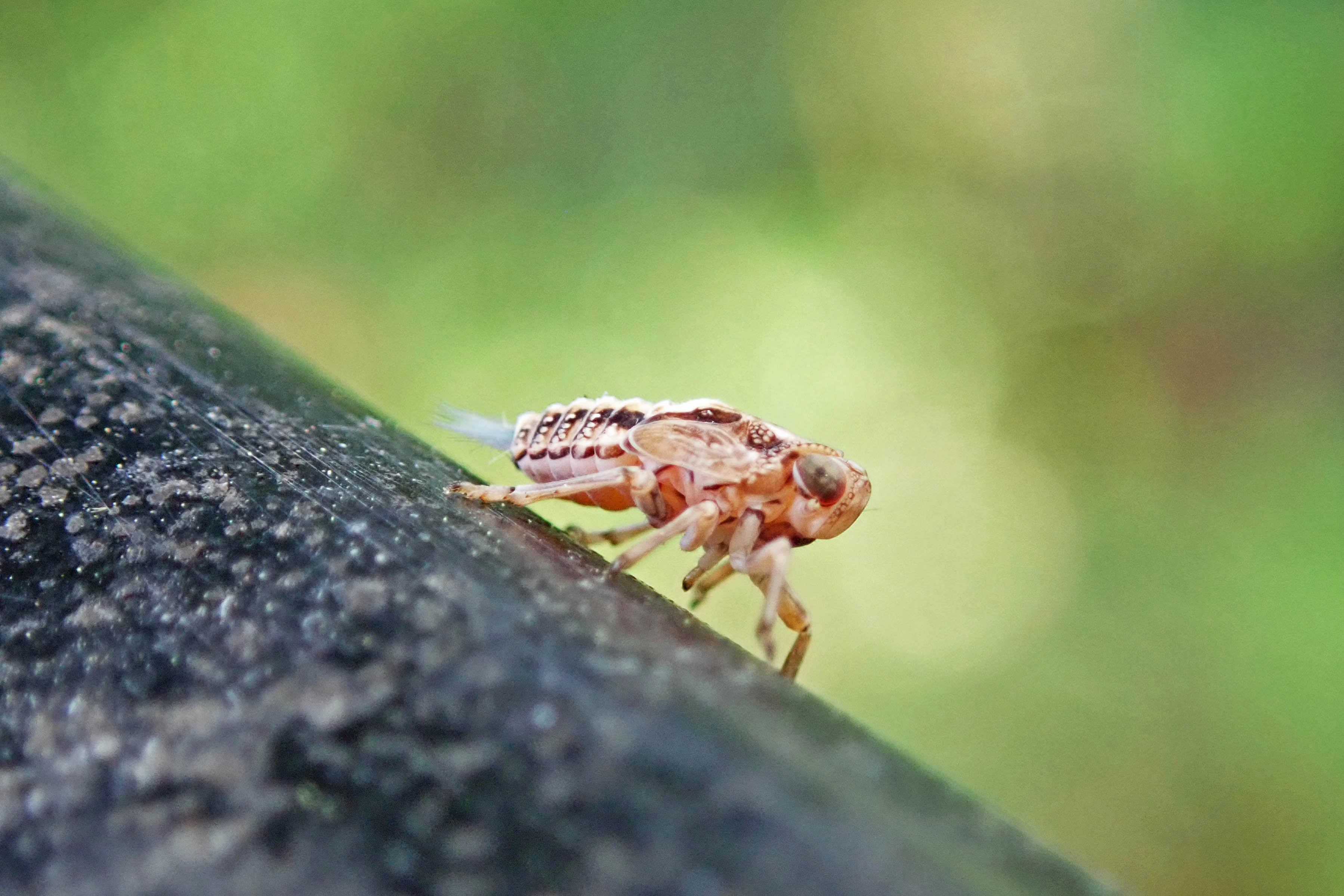 Leafhopper: Issus species | earthstar