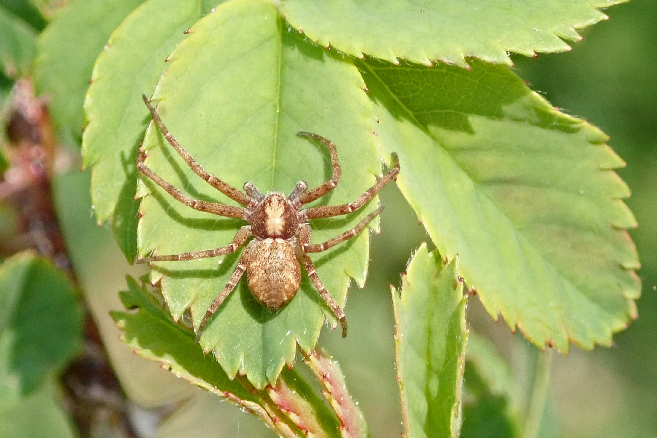 Spiders: Philodromus species | earthstar