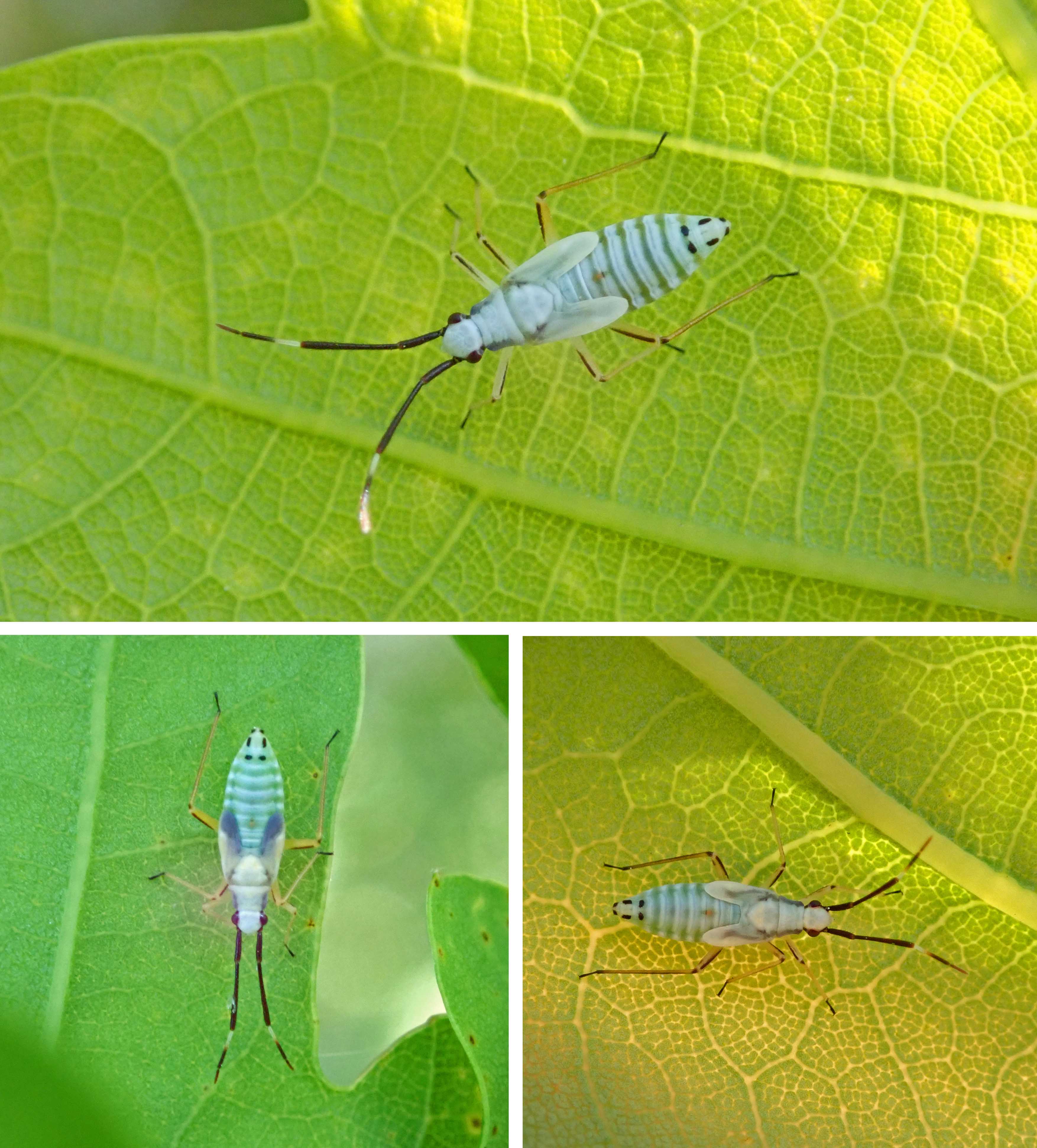 Cyllecoris histrionius, adult and nymph | earthstar
