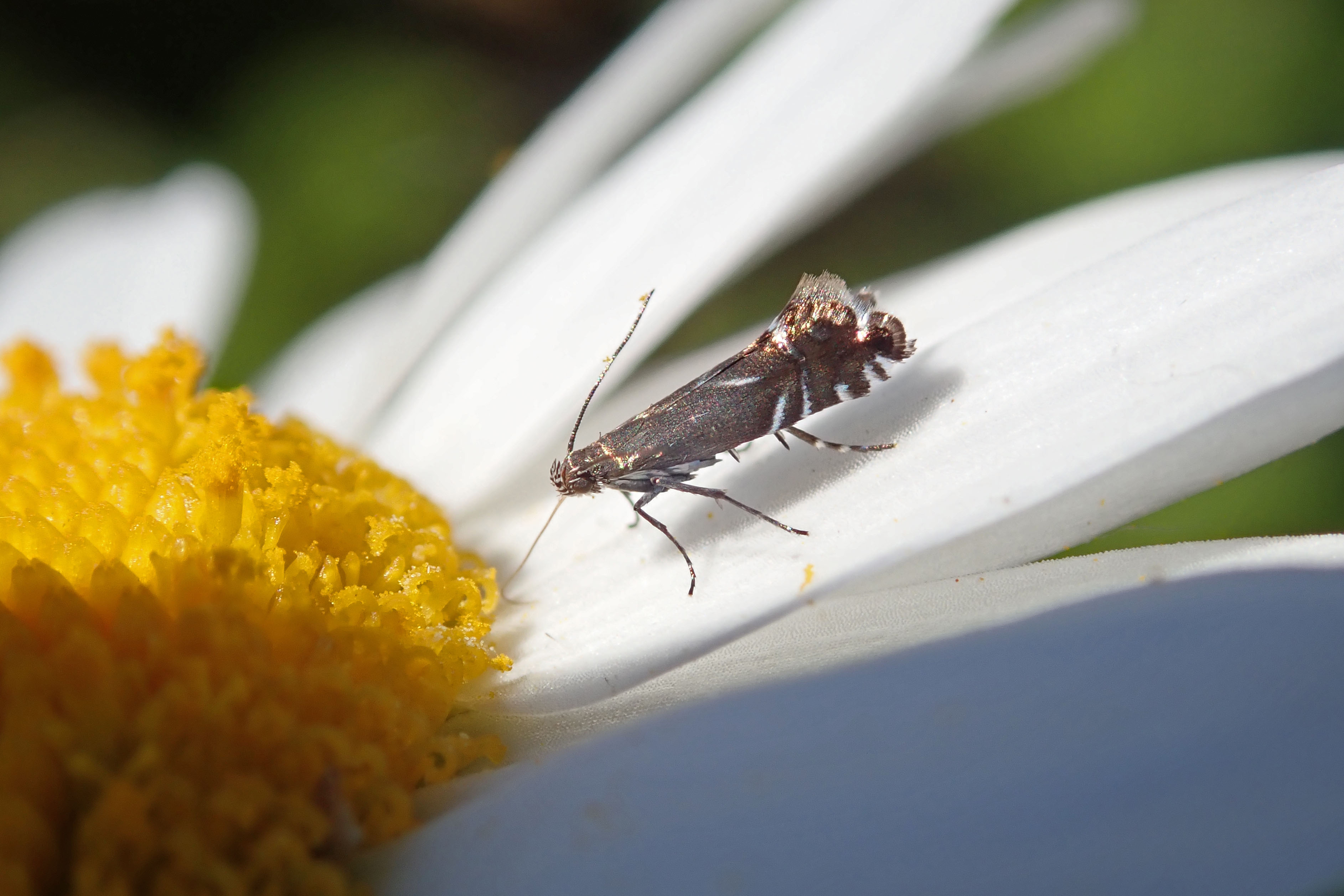 Cocksfoot moths | earthstar
