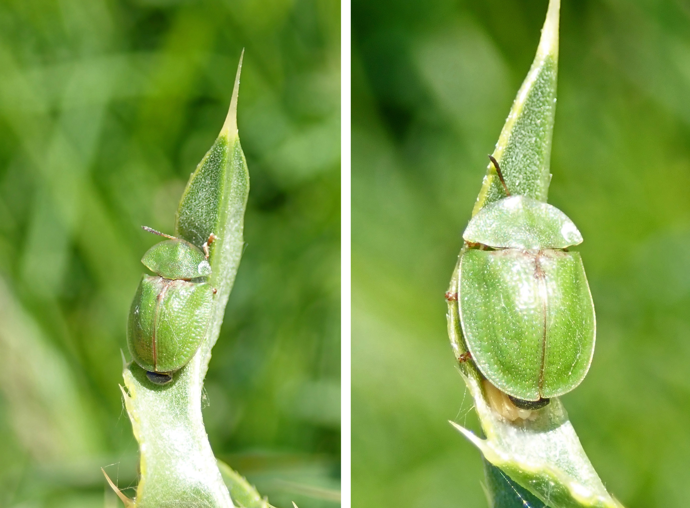Thistle tortoise beetle | earthstar
