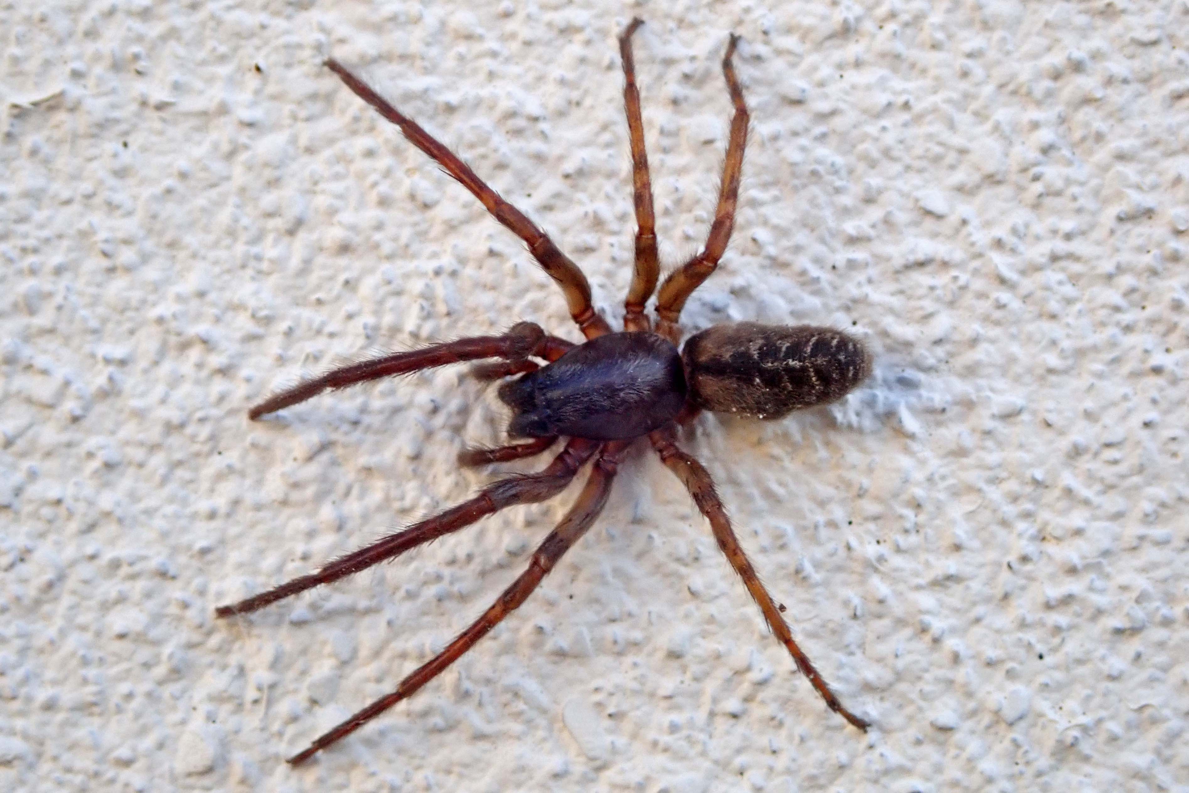 Spider: Segestria florentina | earthstar
