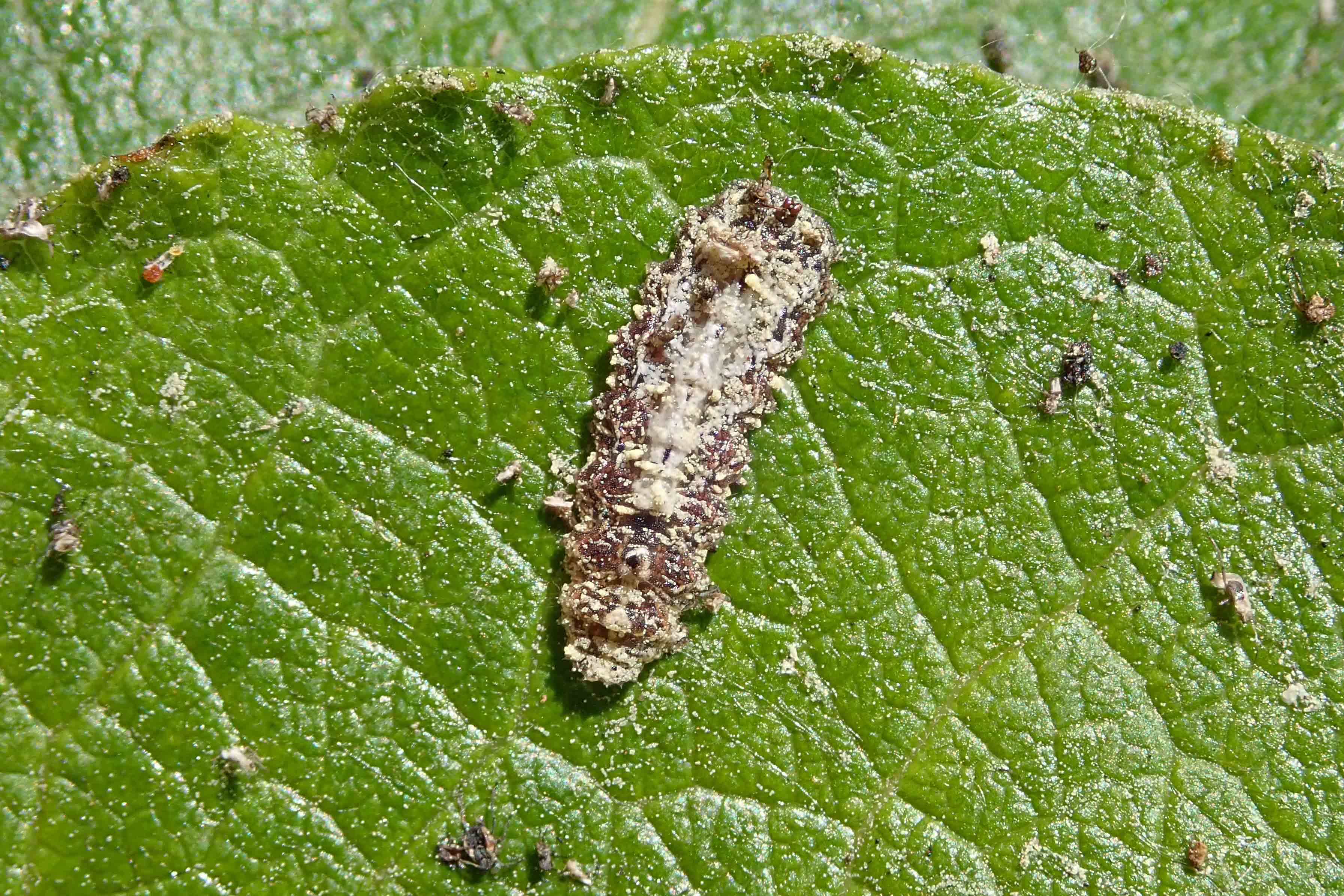 Meligramma trianguliferum larvae | earthstar