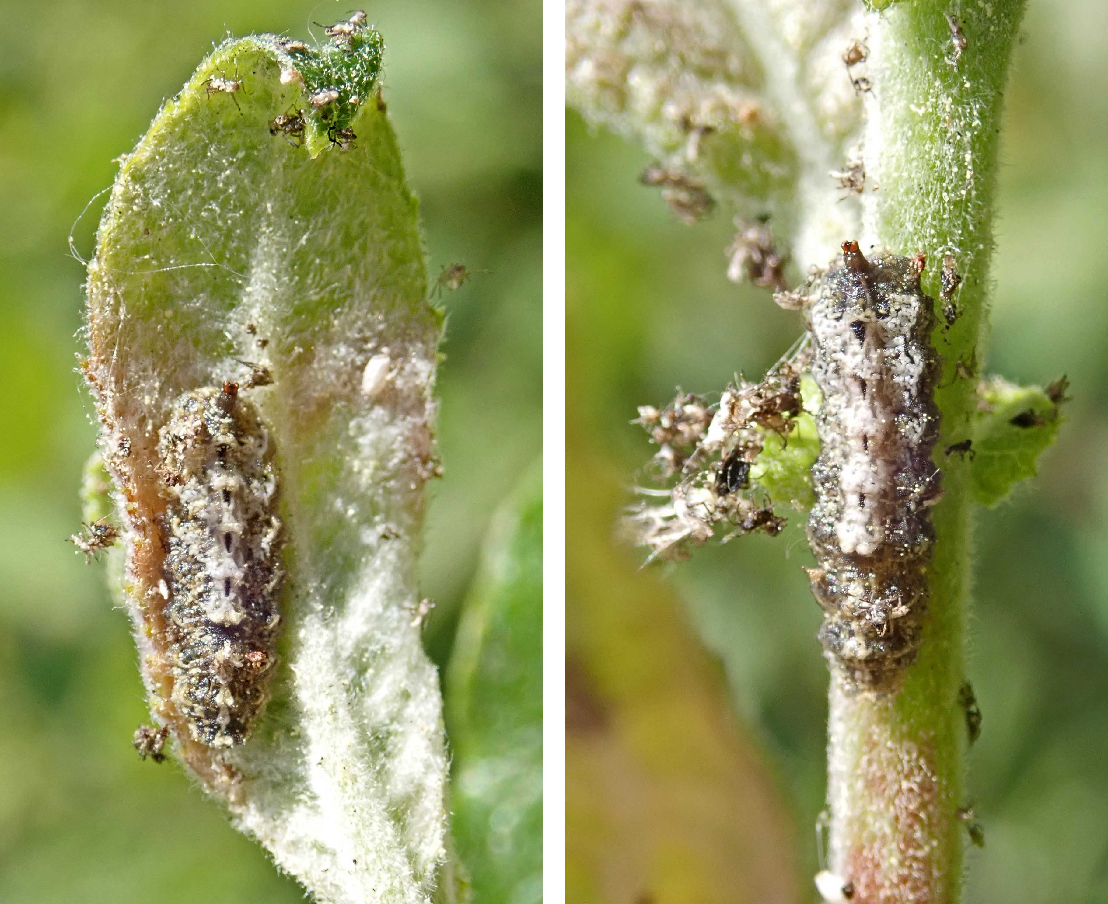Meligramma trianguliferum larvae | earthstar