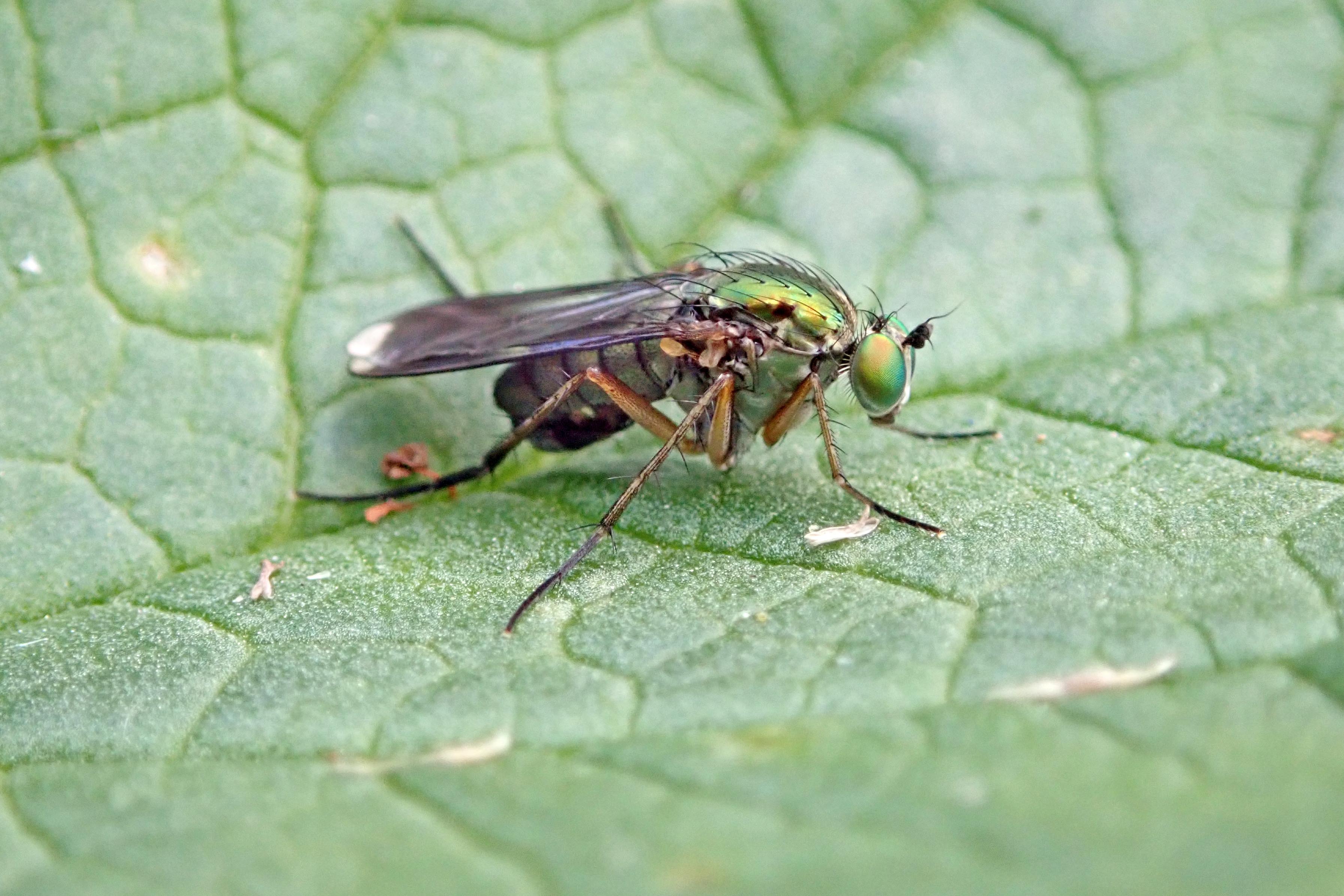 Fly: Poecilobothrus nobilitatus | earthstar