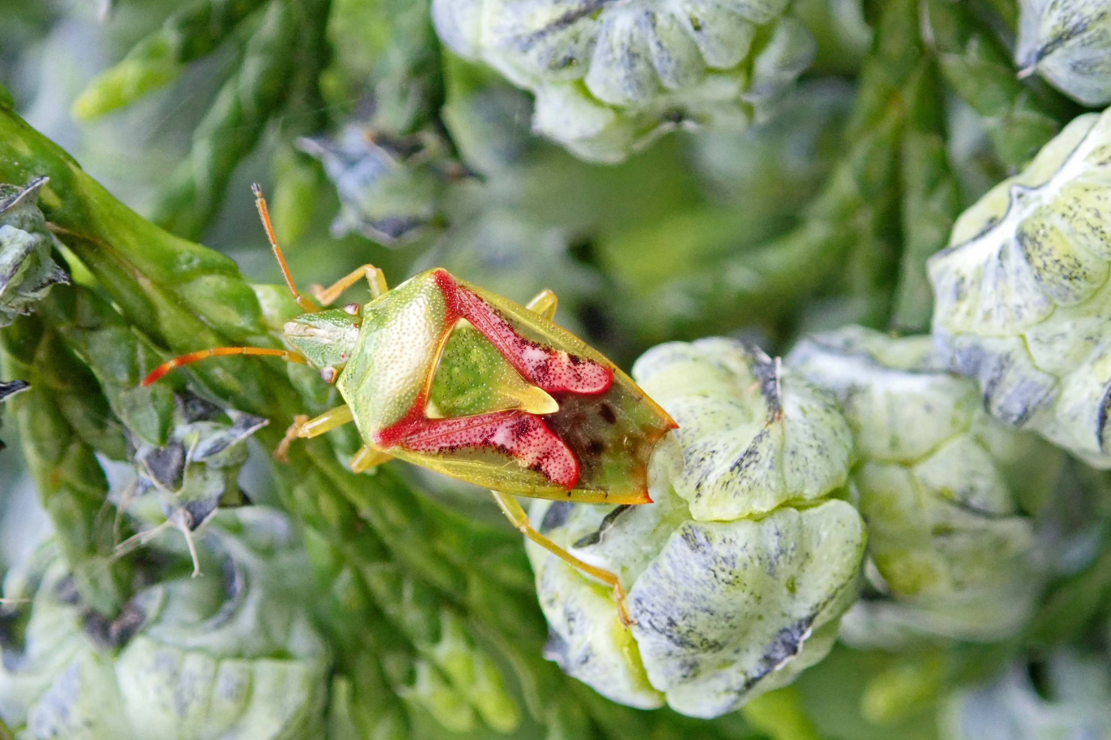 Juniper shieldbug | earthstar