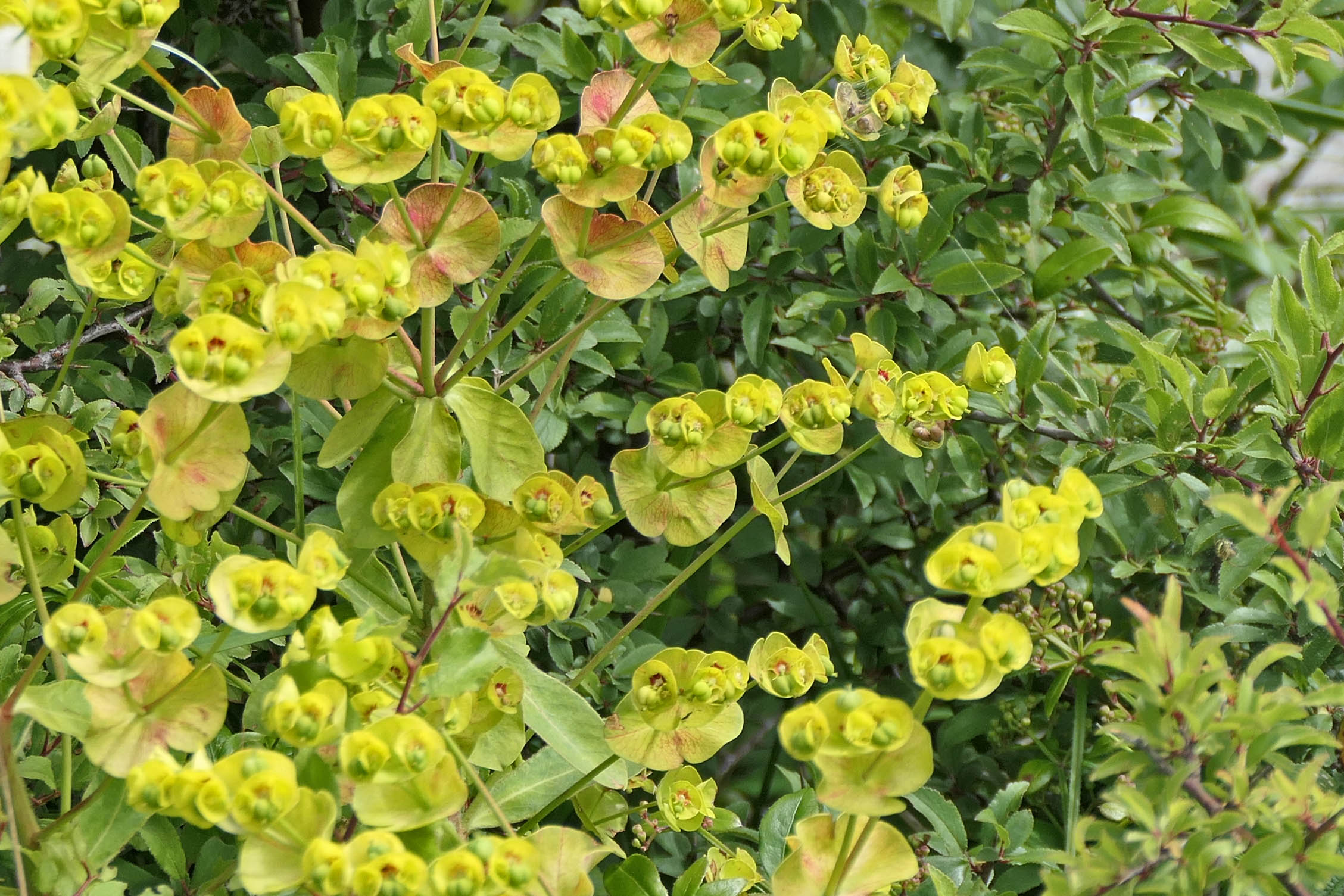 Portland spurge | earthstar