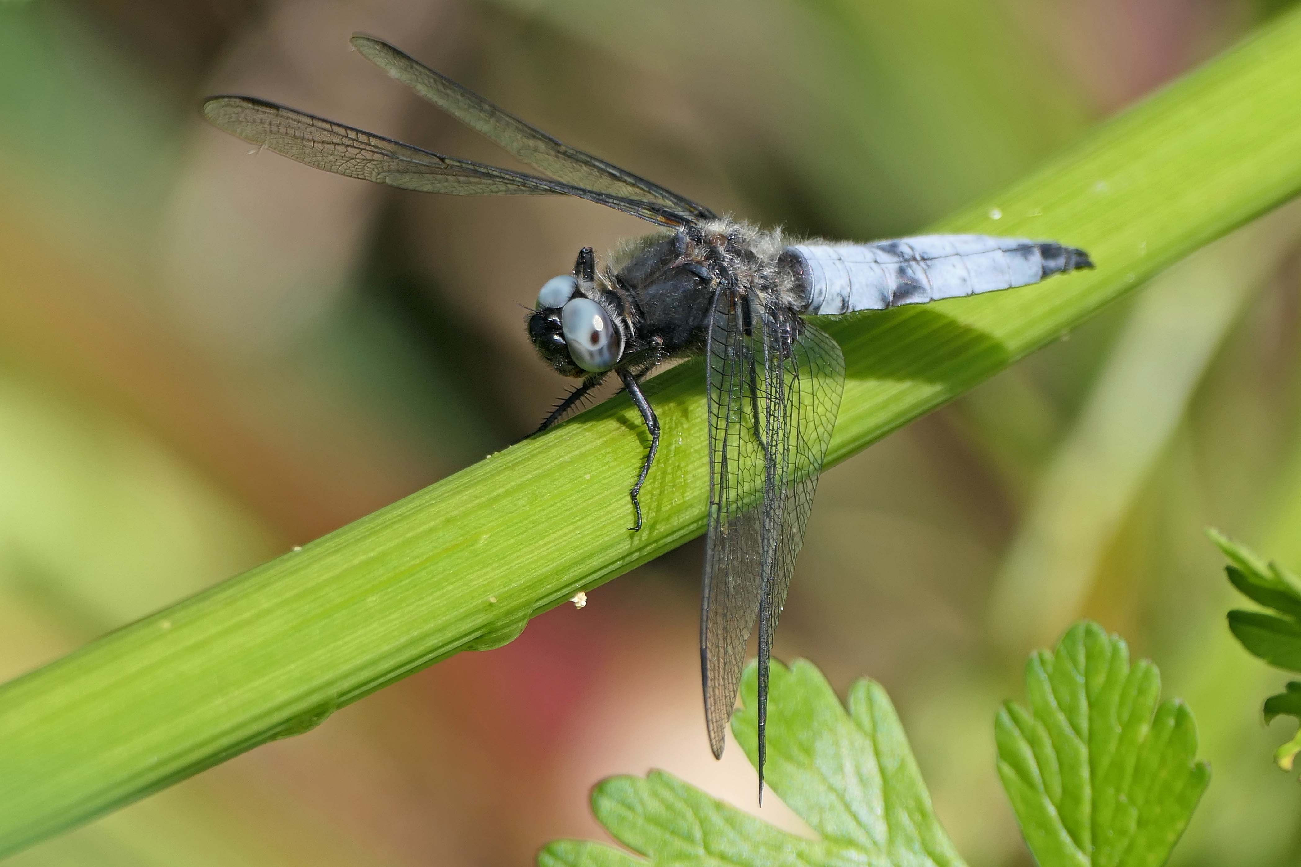 Lifer: Scarce chaser | earthstar