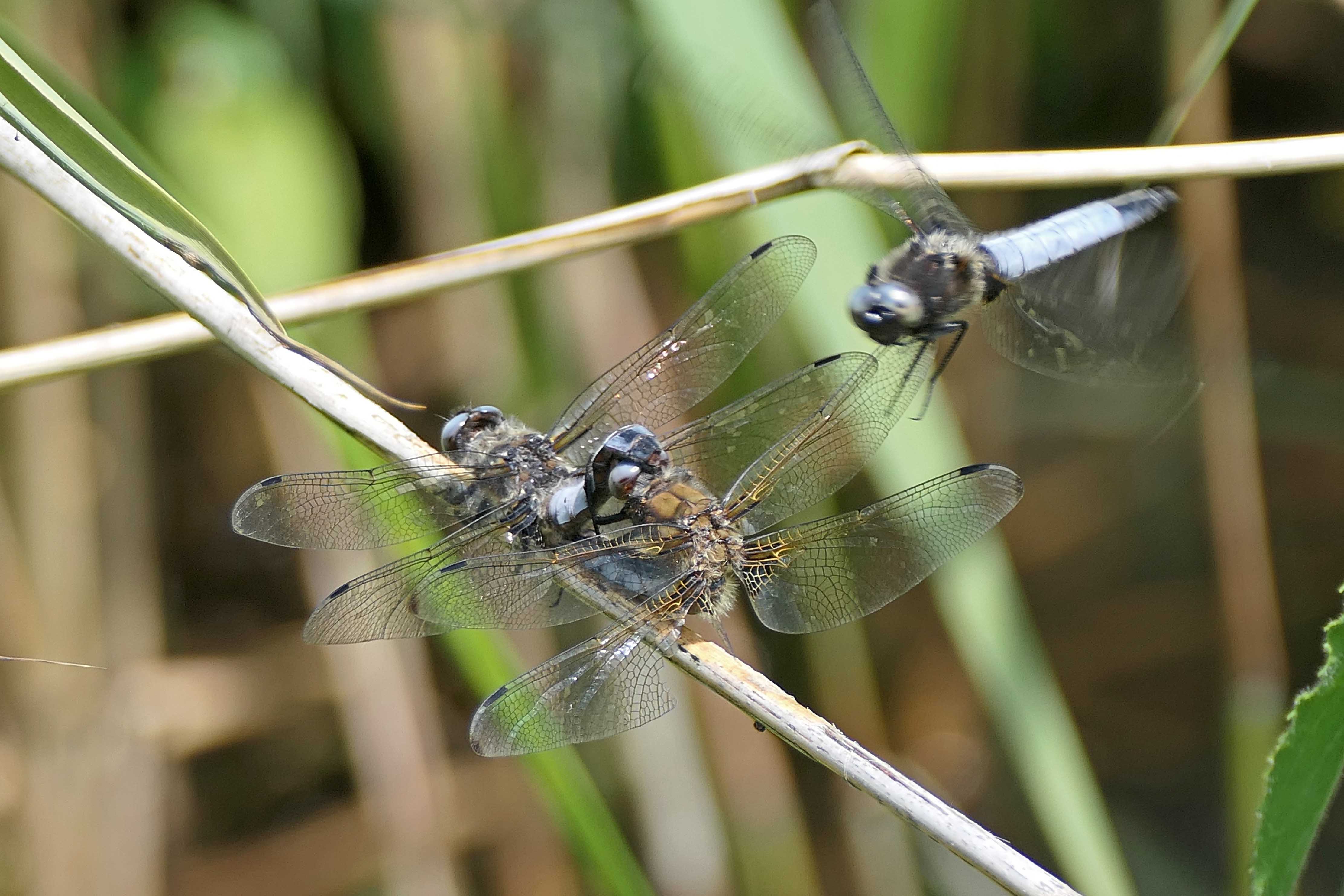 Lifer: Scarce chaser | earthstar