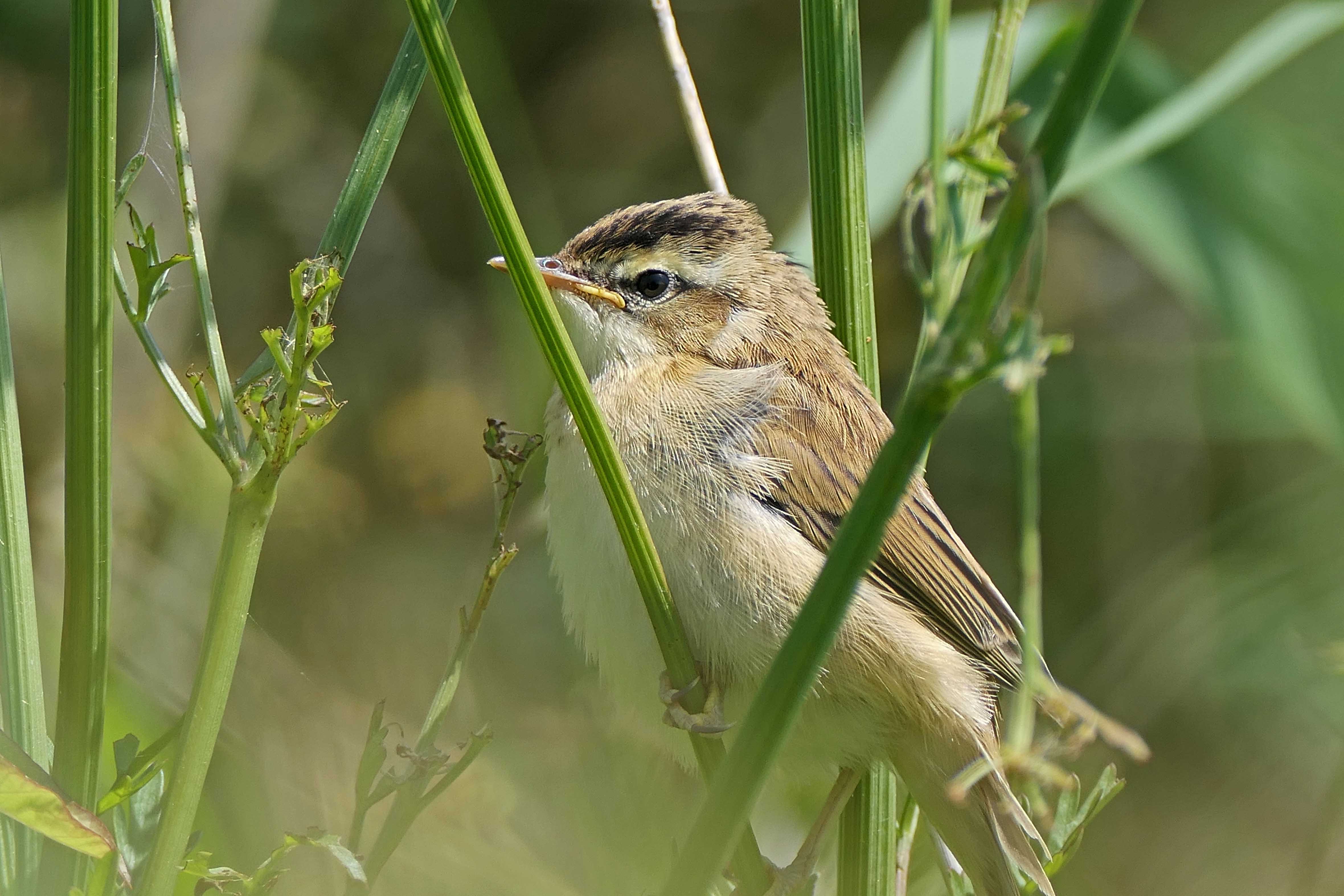 Sedge warblers | earthstar