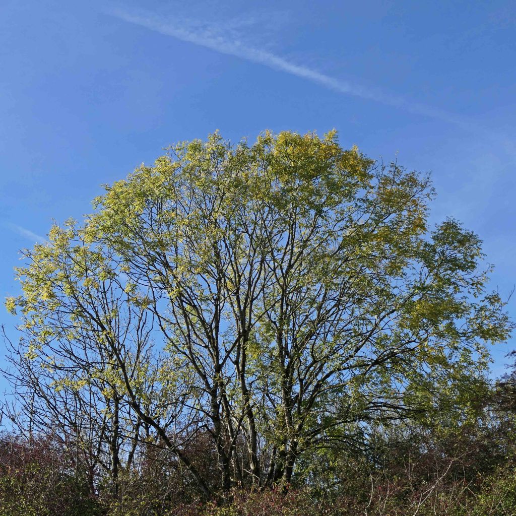 Autumn trees: Ash | earthstar