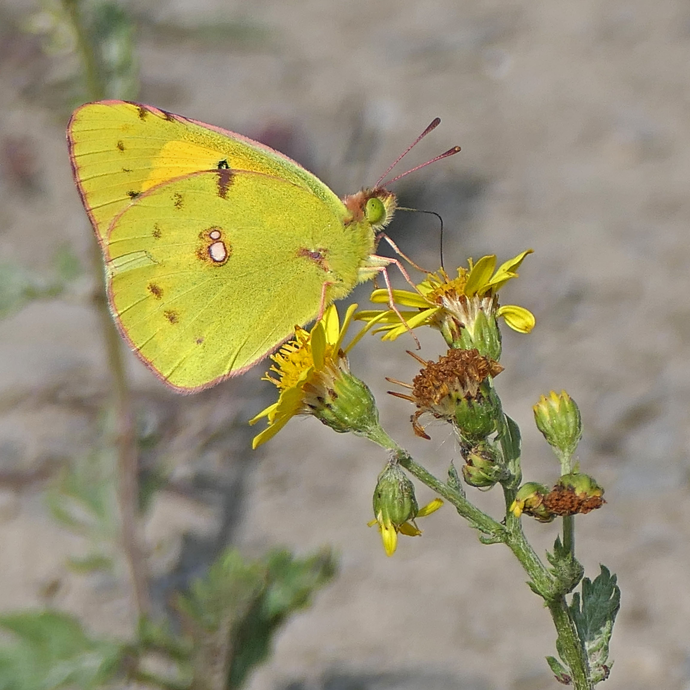 Y is for Yellow | earthstar