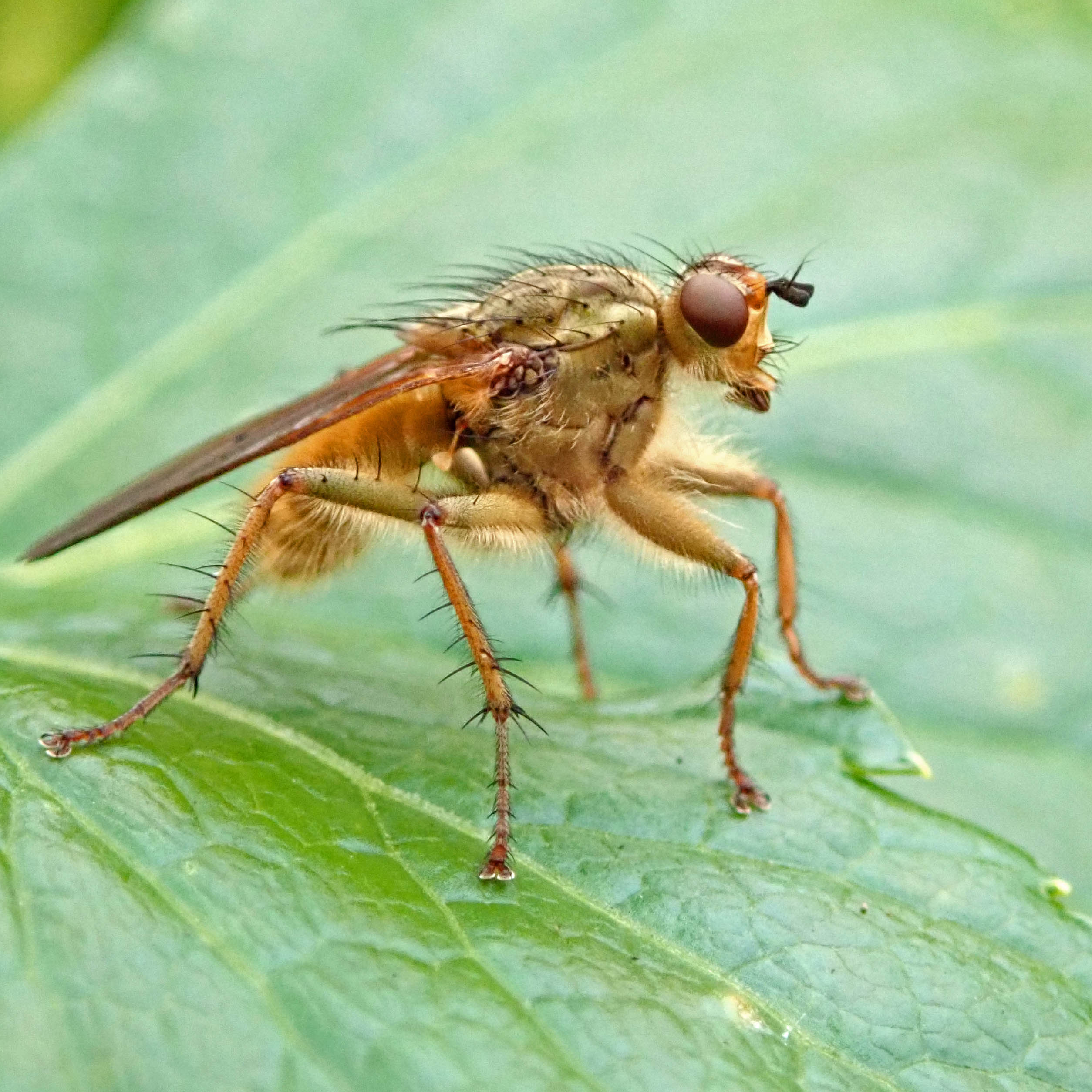 Y is for Yellow | earthstar