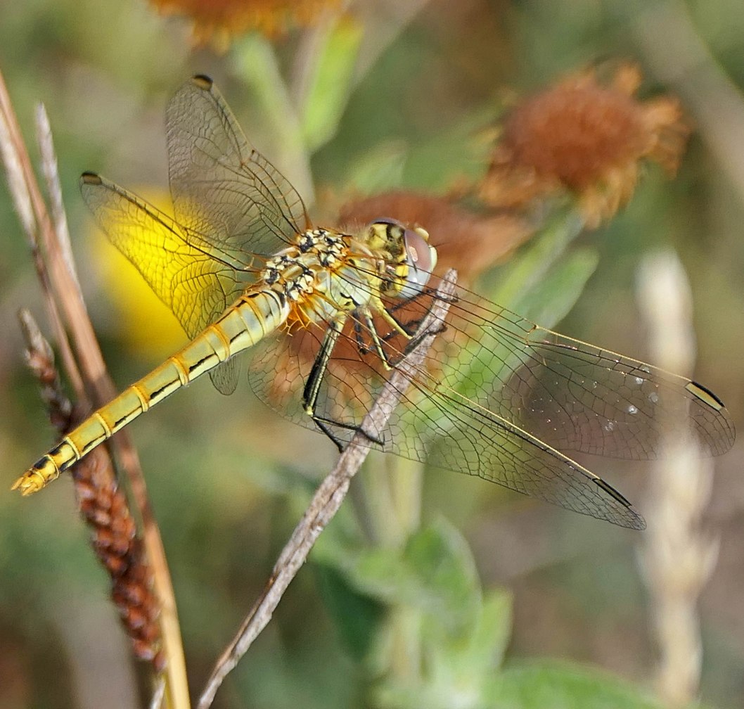 Y is for Yellow | earthstar